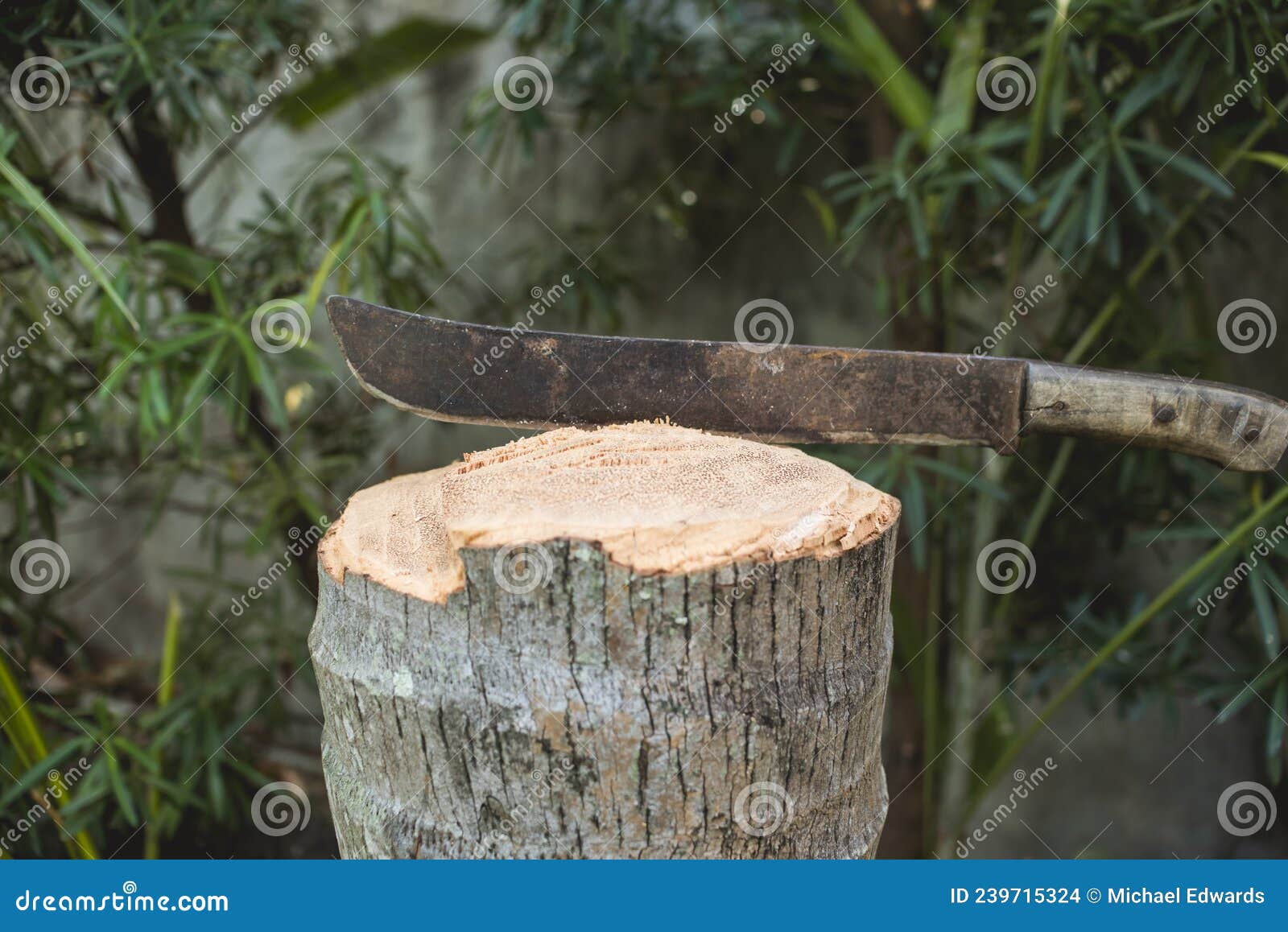 A Coconut Tree Stomp with a Lodged Bolo Knife. a Recently Fallen ...