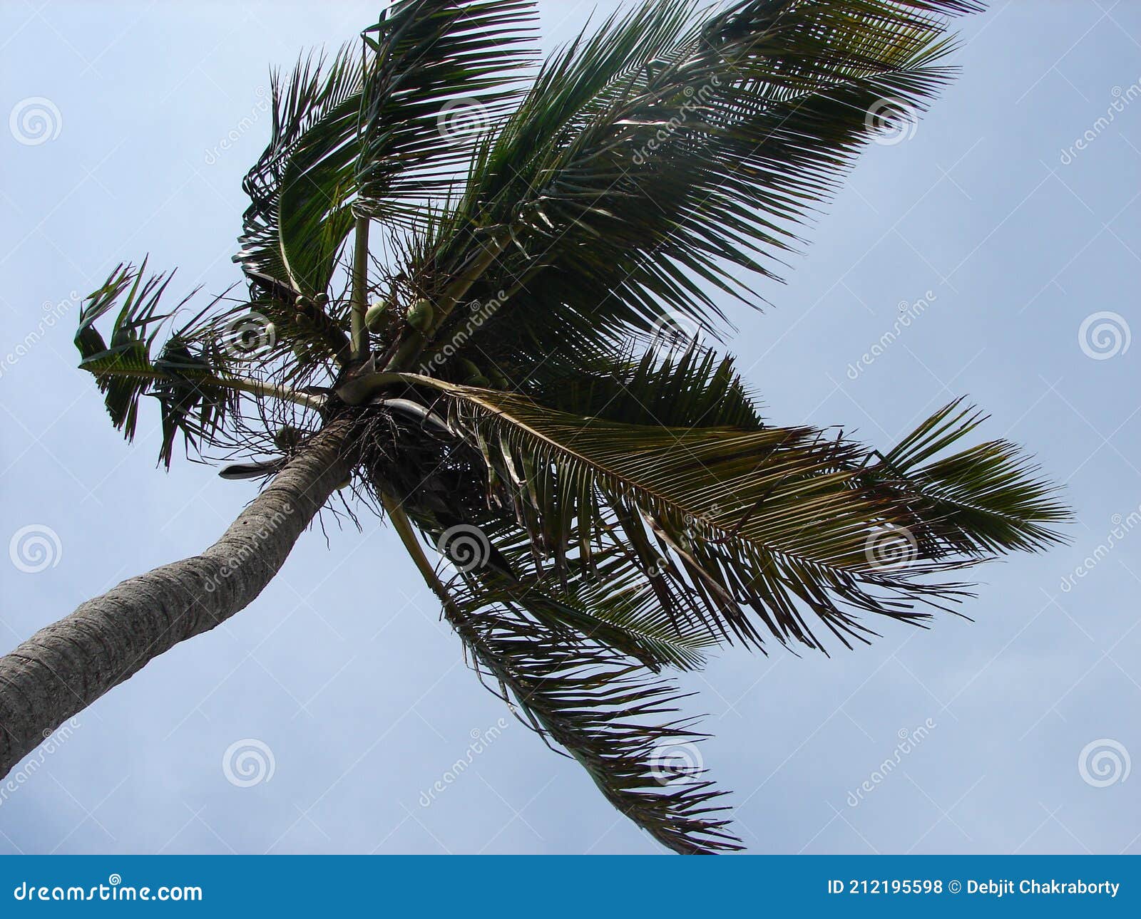 Curved Coconut Palm Tree Isolated On White Royalty-Free Stock Photo ...