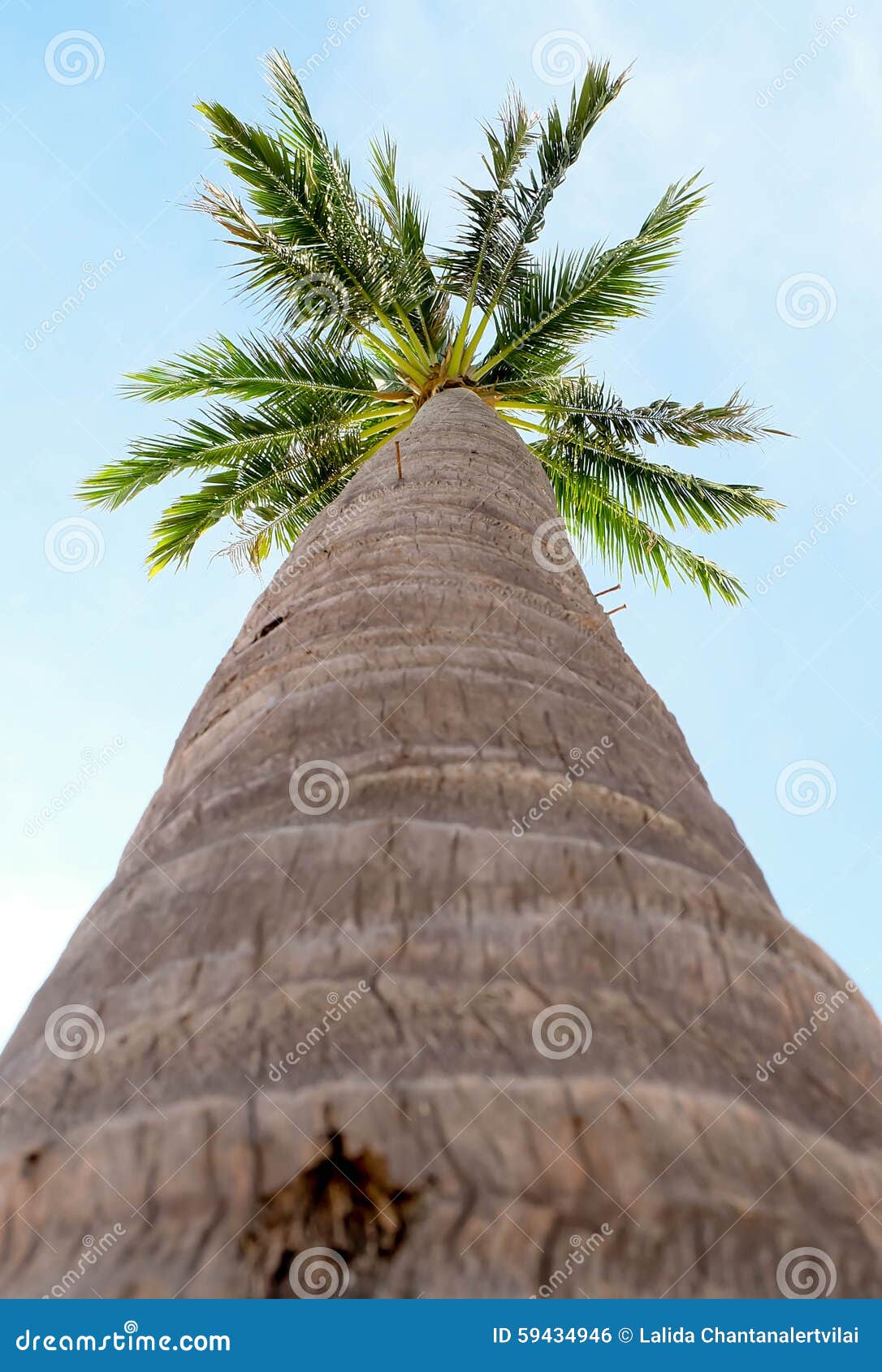 Coconut tree stock photo. Image of tall, blue, straight - 59434946