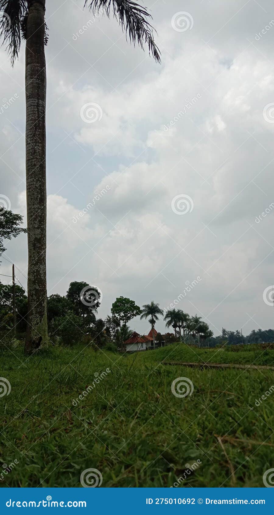 Coconut Tree beside the Street Take from Ground Stock Photo - Image of ...