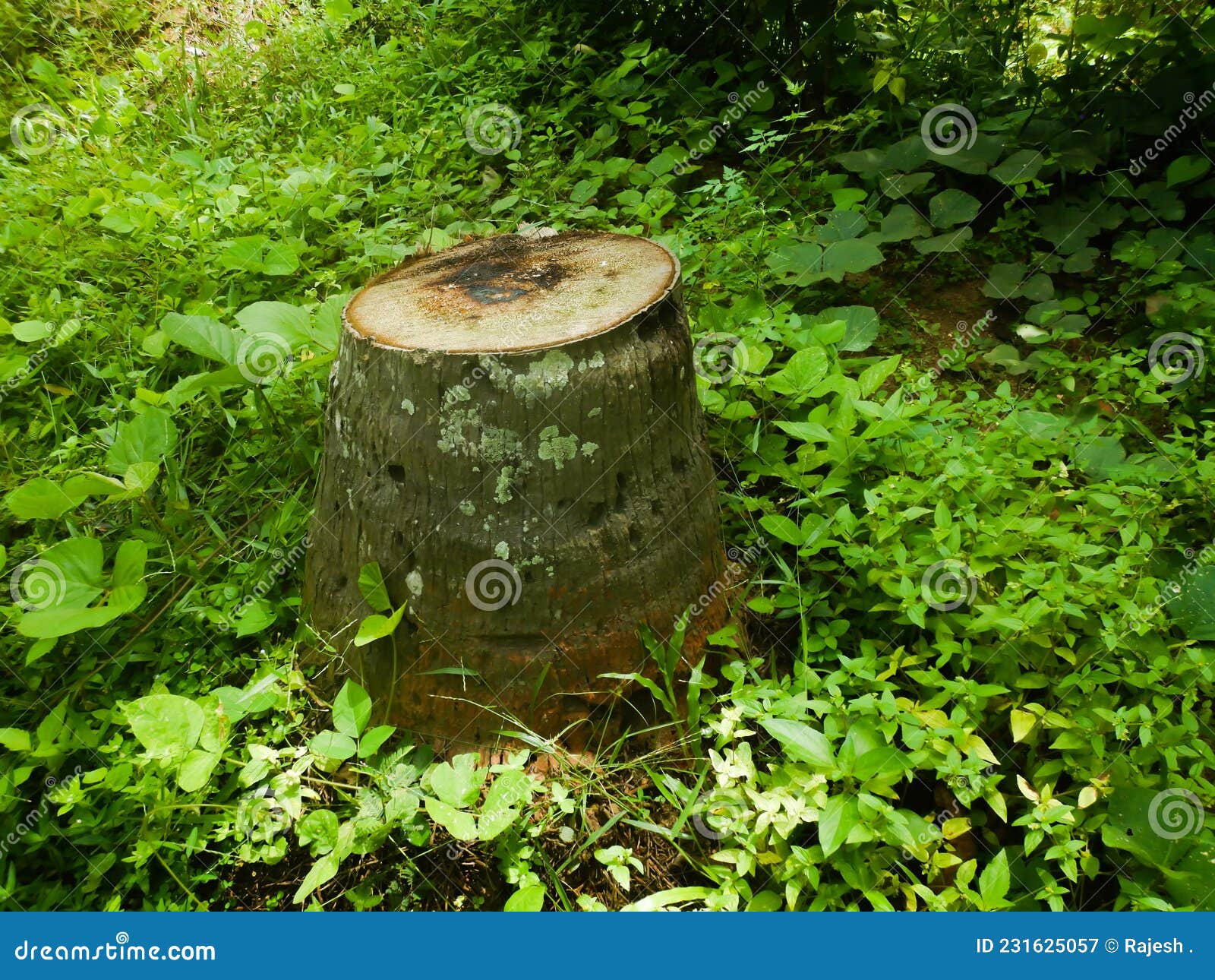 Coconut tree stump stock image. Image of soil, lawn - 231625057