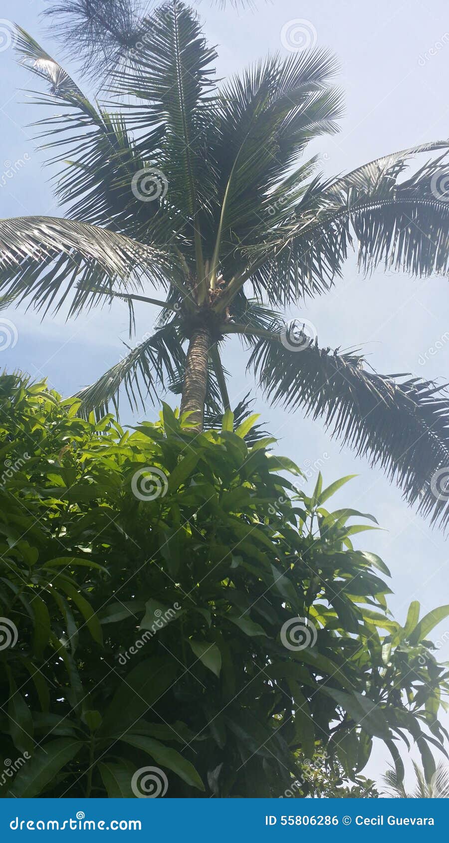 Coconut tree stock photo. Image of summer, tree, trees - 55806286