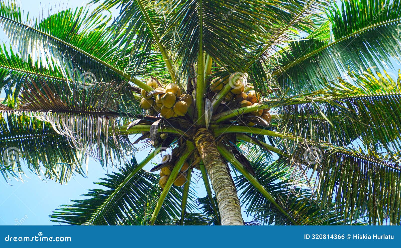 Coconut tree in summer stock photo. Image of landscape - 320814366