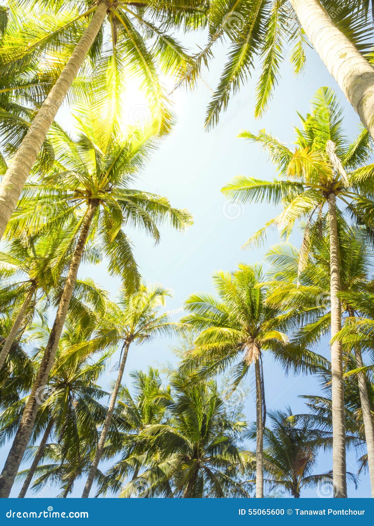 Coconut tree stock photo. Image of branch, lagoon, background - 55065600