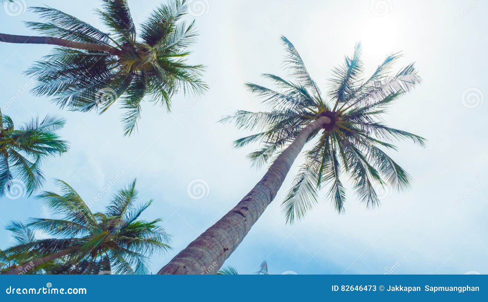 Coconut tree and sun stock image. Image of abstact, tall - 82646473