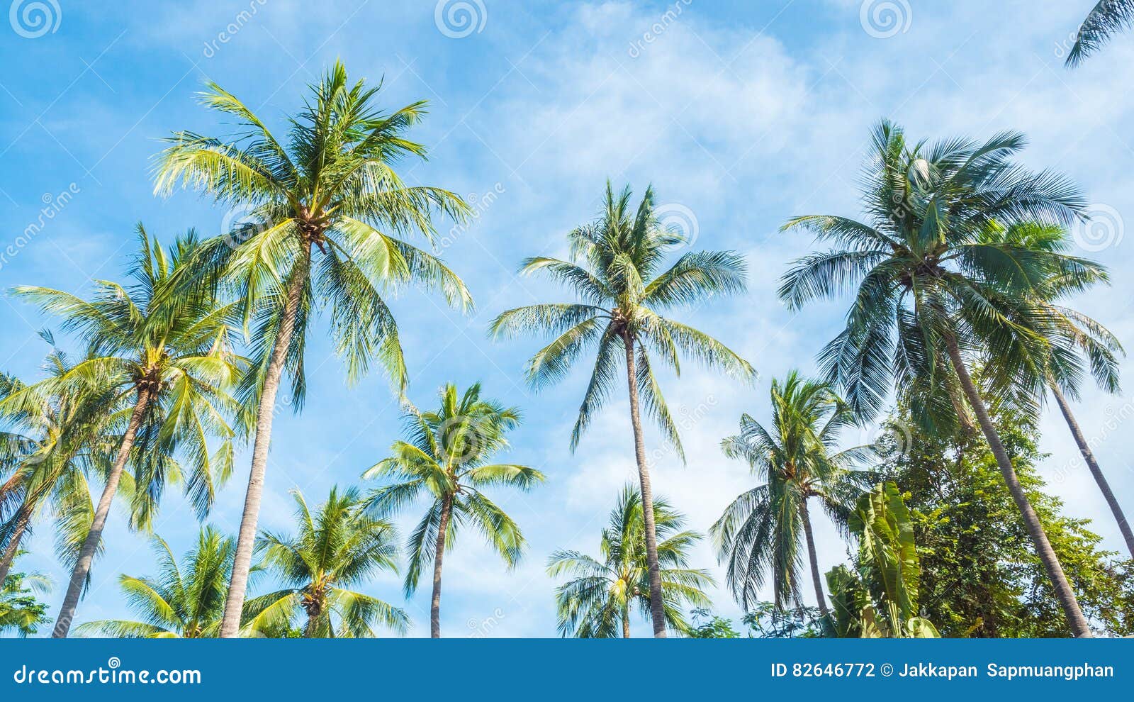 Coconut tree and sun stock photo. Image of clouds, shore - 82646772