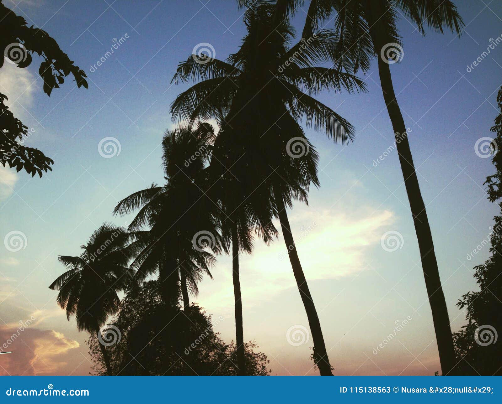 Coconut tree stock image. Image of blue, tree, coconut - 115138563