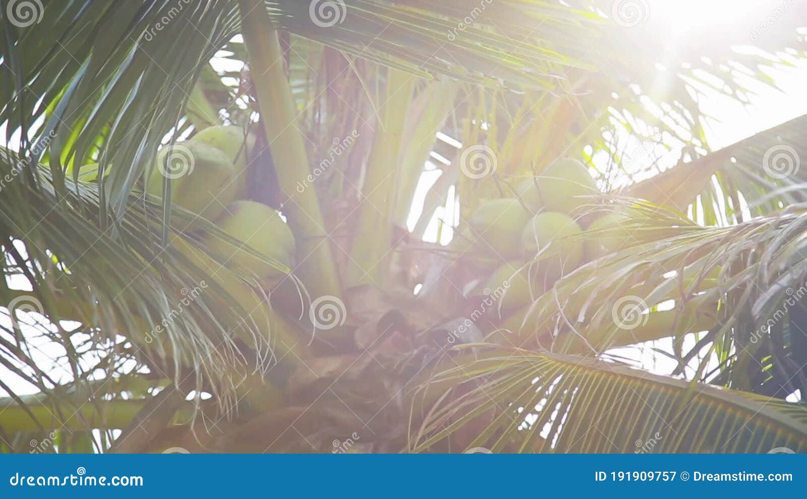 Coconut tree in the sun stock video. Video of view, tree - 191909757