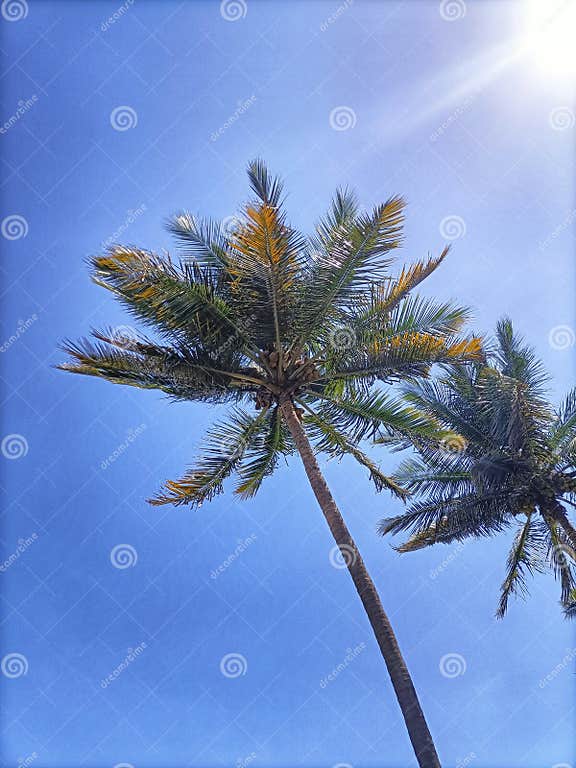 Coconut Tree with Sun Light Stock Image - Image of twig, spruce: 249459599