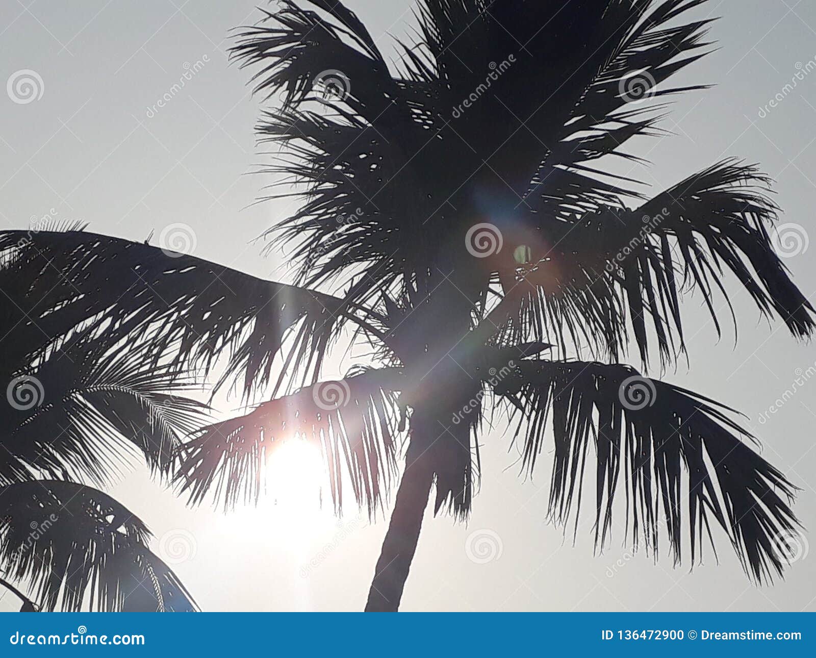 Coconut Tree stock photo. Image of side, light, filter - 136472900