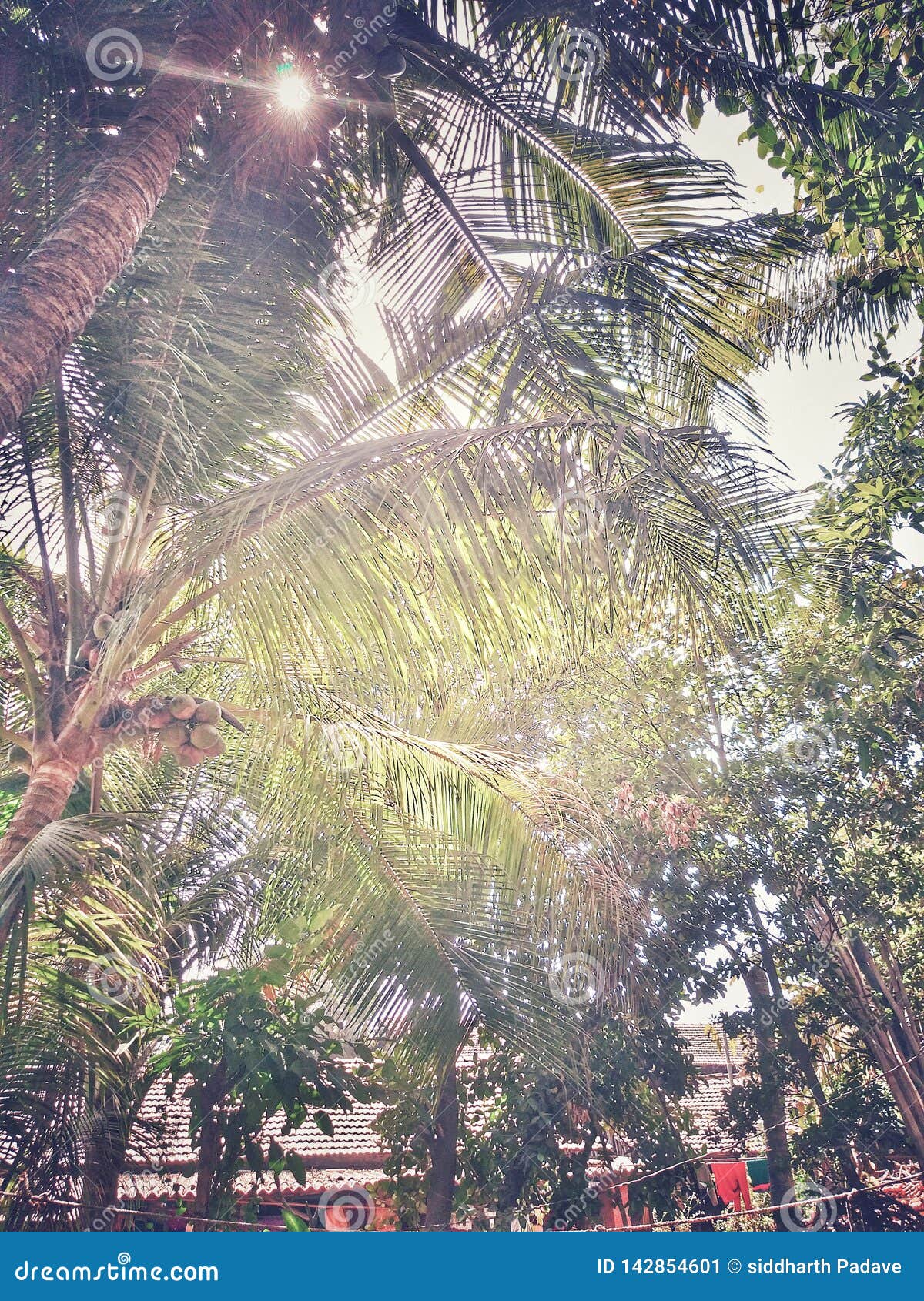 Coconut tree stock image. Image of tree, konkan, shine - 142854601