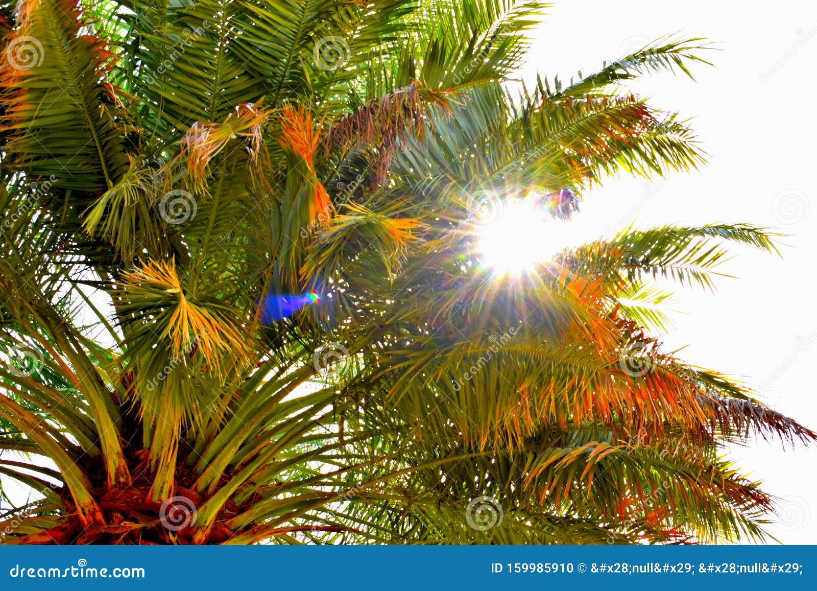 Coconut Tree Sun Sky Blue Cloud Stock Photo - Image of blue, coconut ...