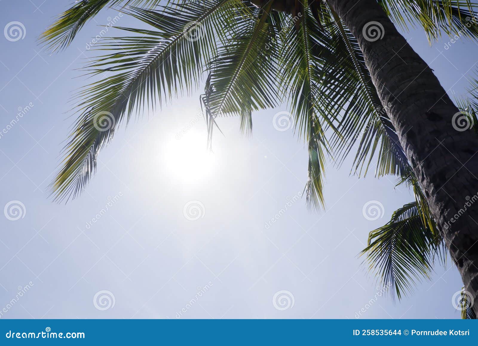 Coconut tree in the sun stock photo. Image of outdoor - 258535644