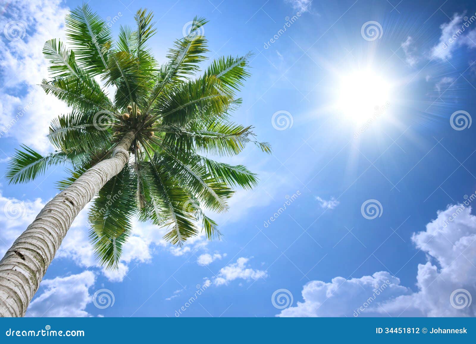 Coconut tree and sun stock photo. Image of green, palm - 34451812