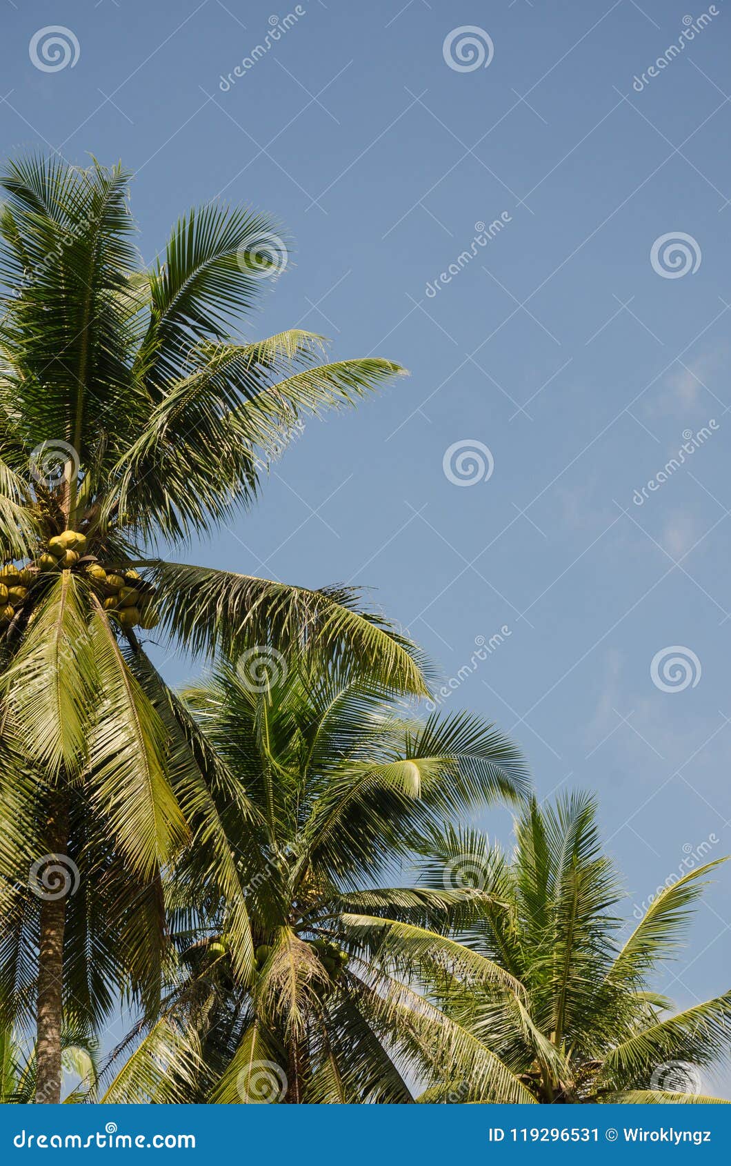 Coconut Tree in Sunlight. stock image. Image of tropical - 119296531
