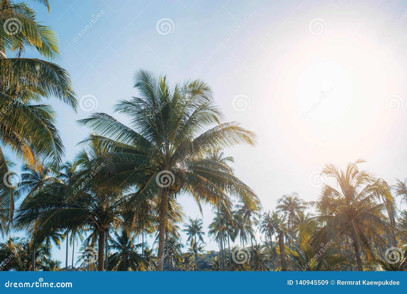 Coconut tree with sunlight stock image. Image of beach - 140945509