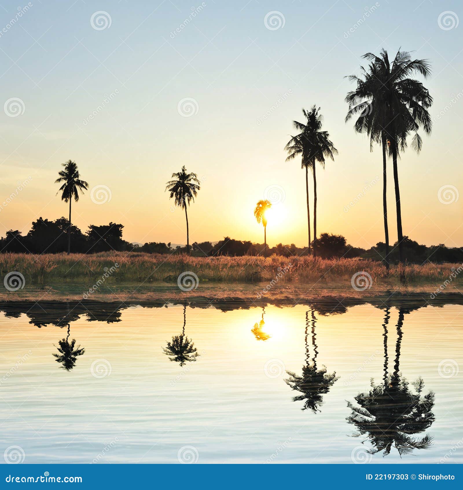 Coconut tree at sunset stock image. Image of paradise - 22197303