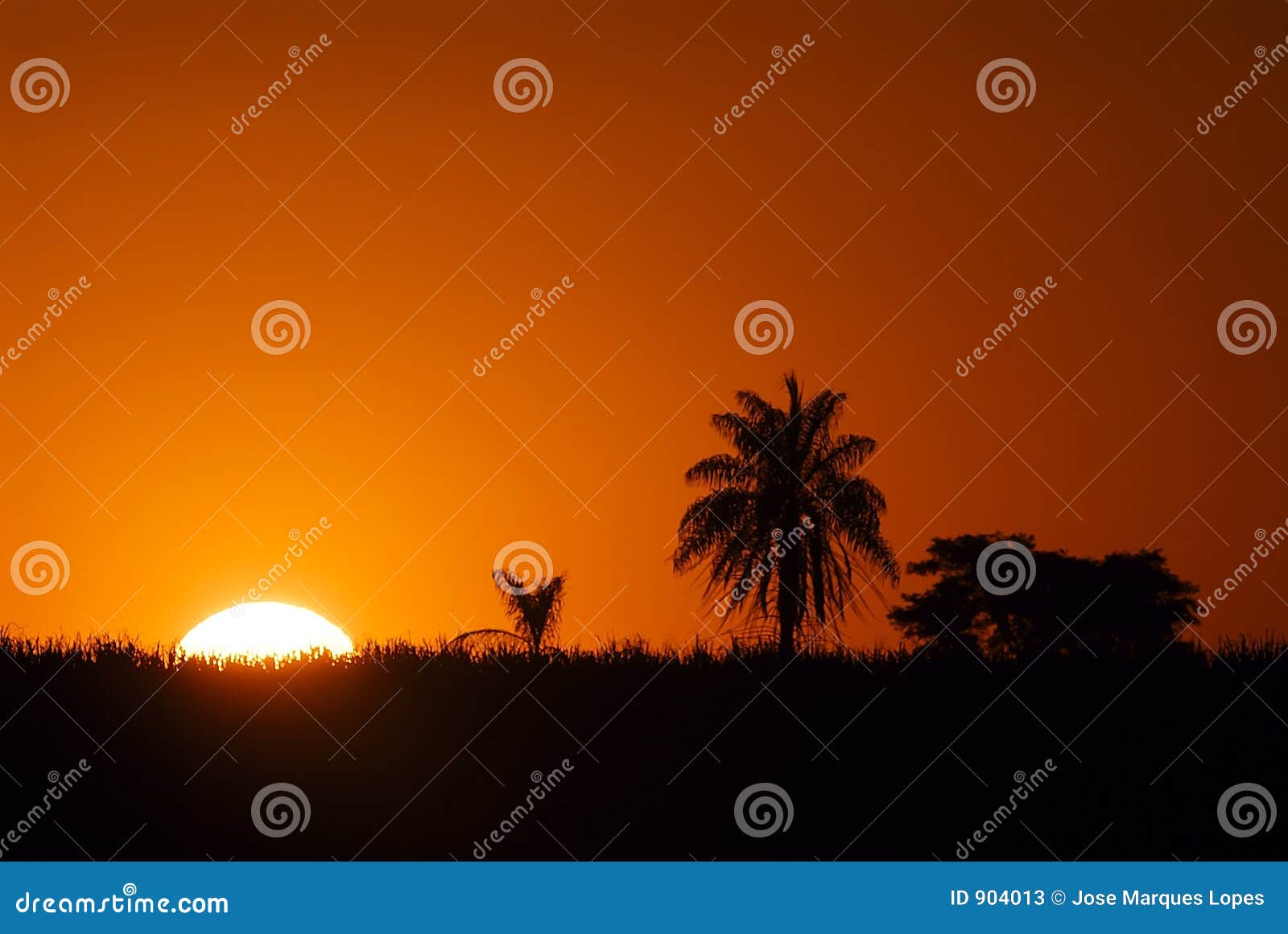 Coconut tree and sunset stock image. Image of sunrise, sunset - 904013