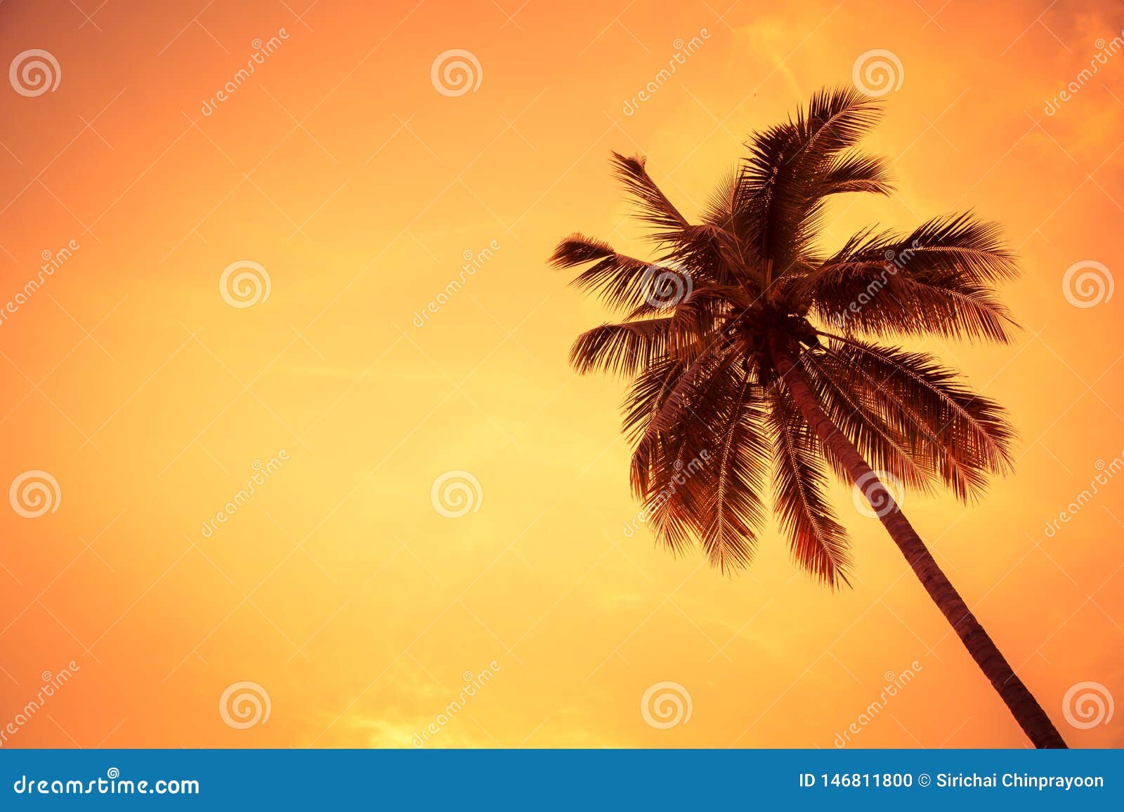 Coconut tree in sunset stock photo. Image of landscape - 146811800