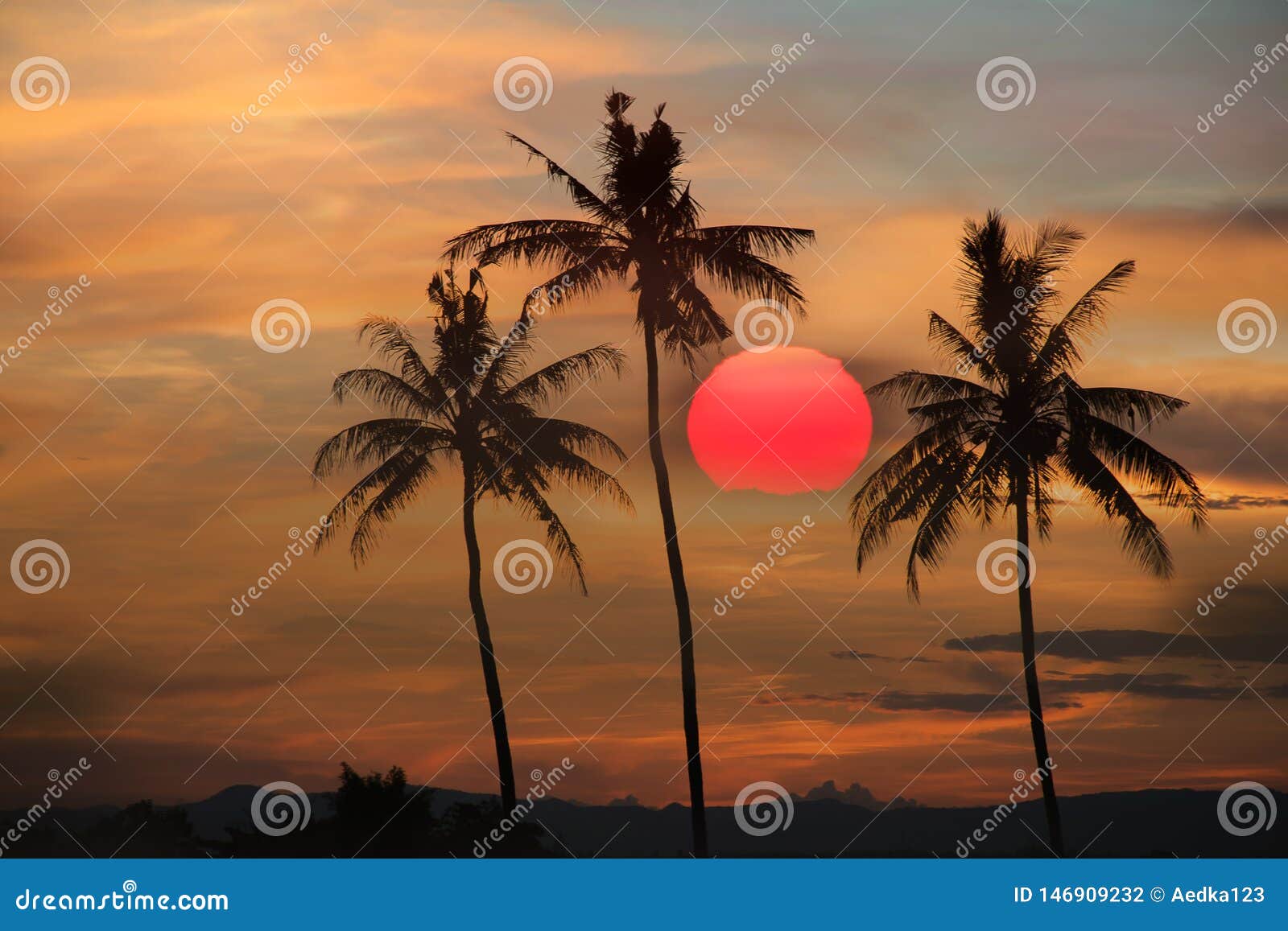 Coconut tree during sunset stock photo. Image of high - 146909232