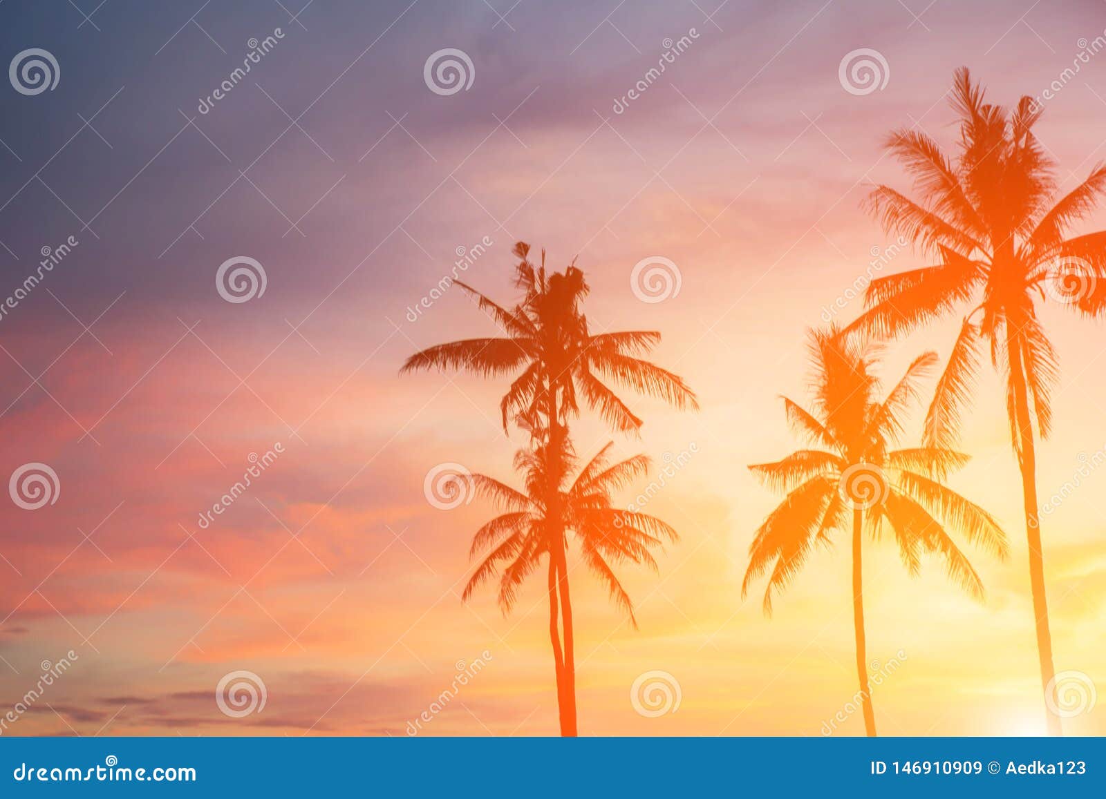Coconut tree during sunset stock image. Image of blue - 146910909