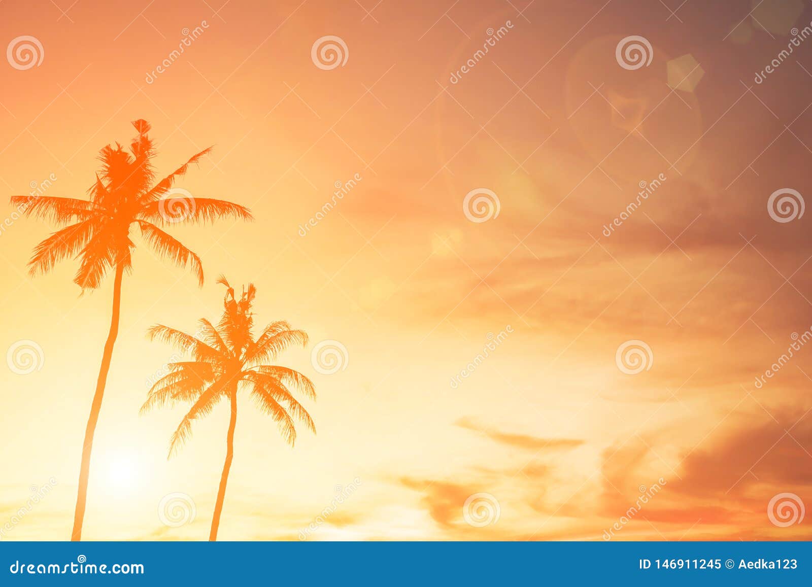 Coconut tree during sunset stock image. Image of leaf - 146911245