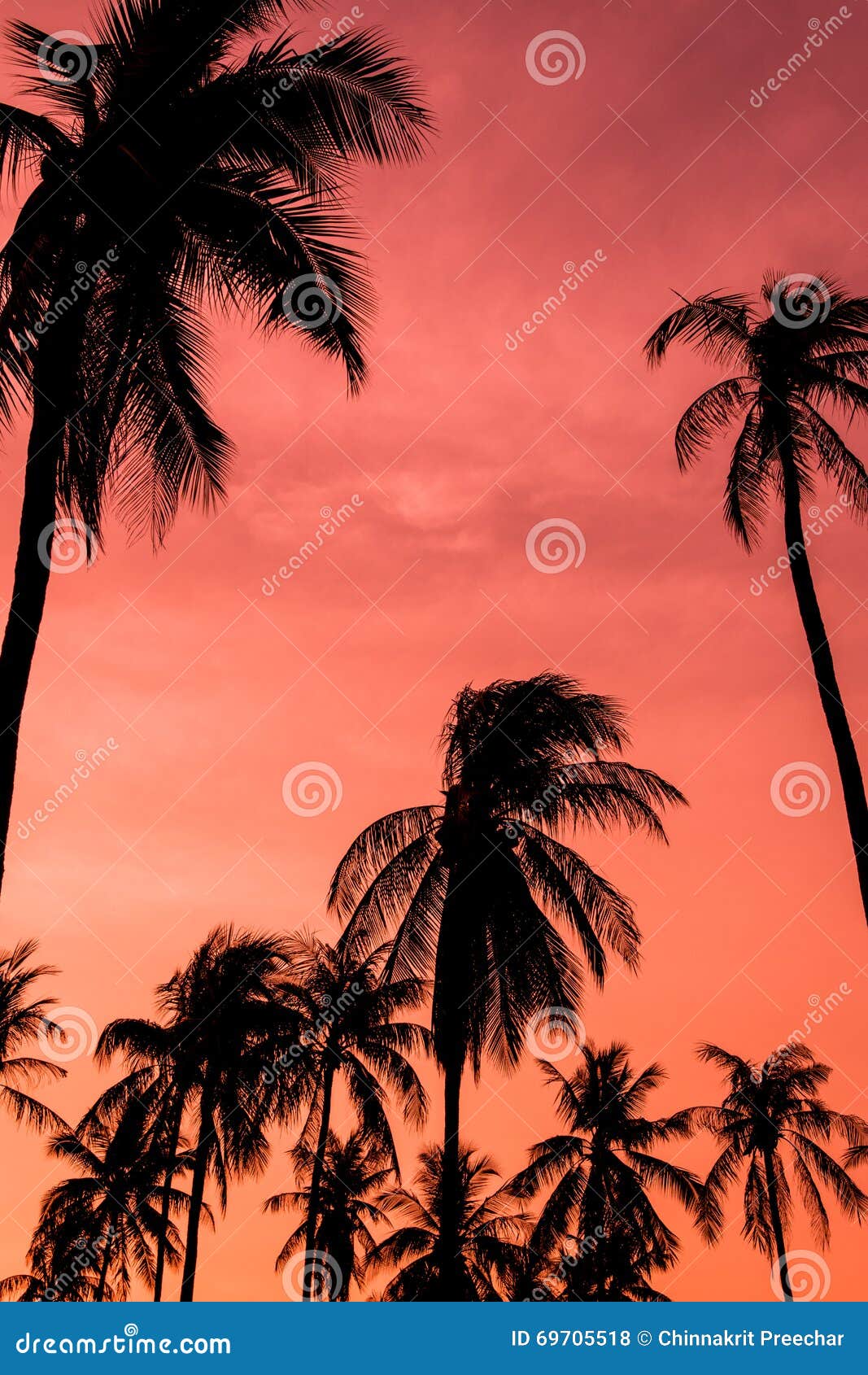 Coconut tree during sunset stock photo. Image of nature - 69705518