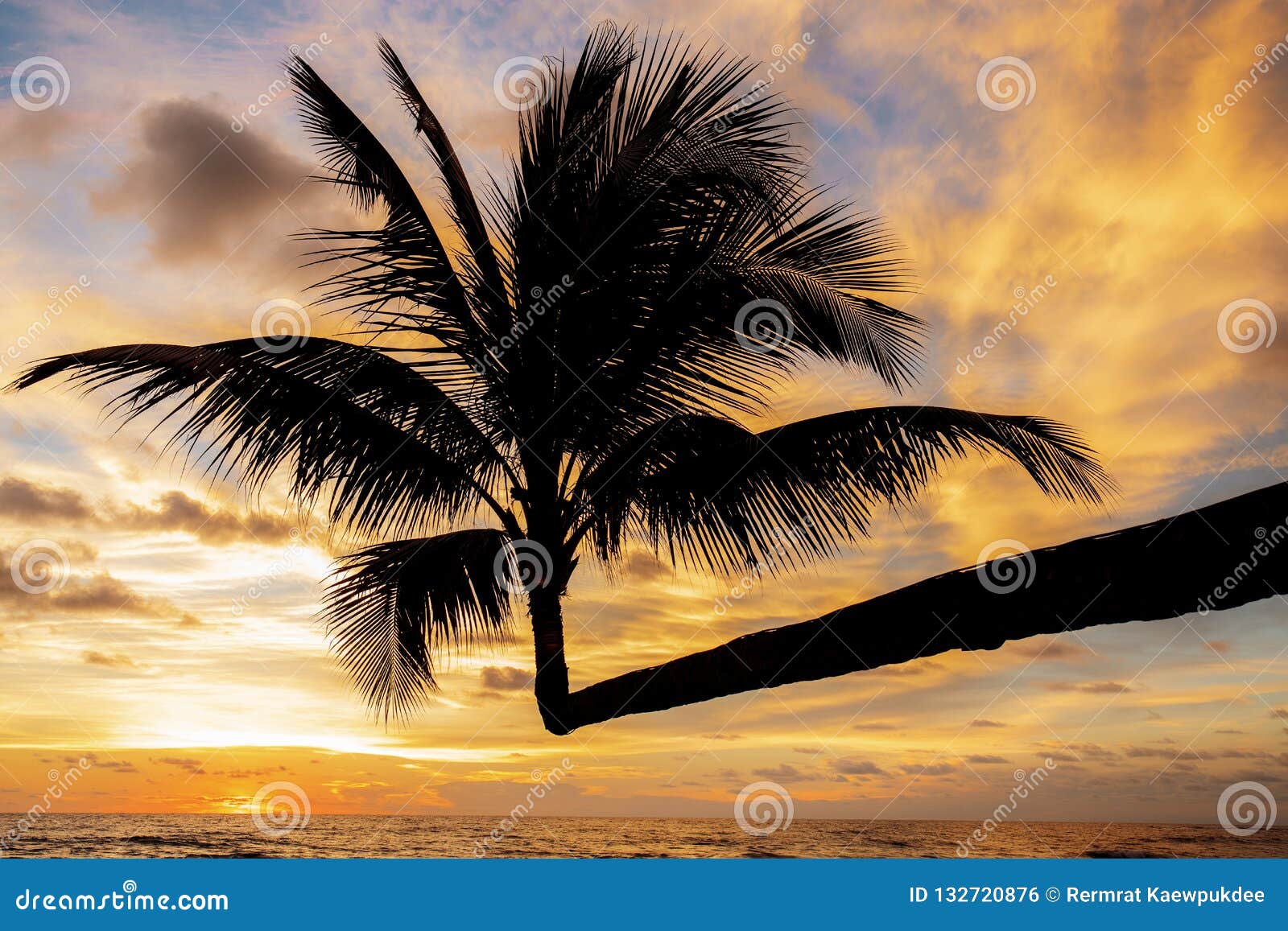 Coconut tree at sunset stock photo. Image of asian, nature - 132720876