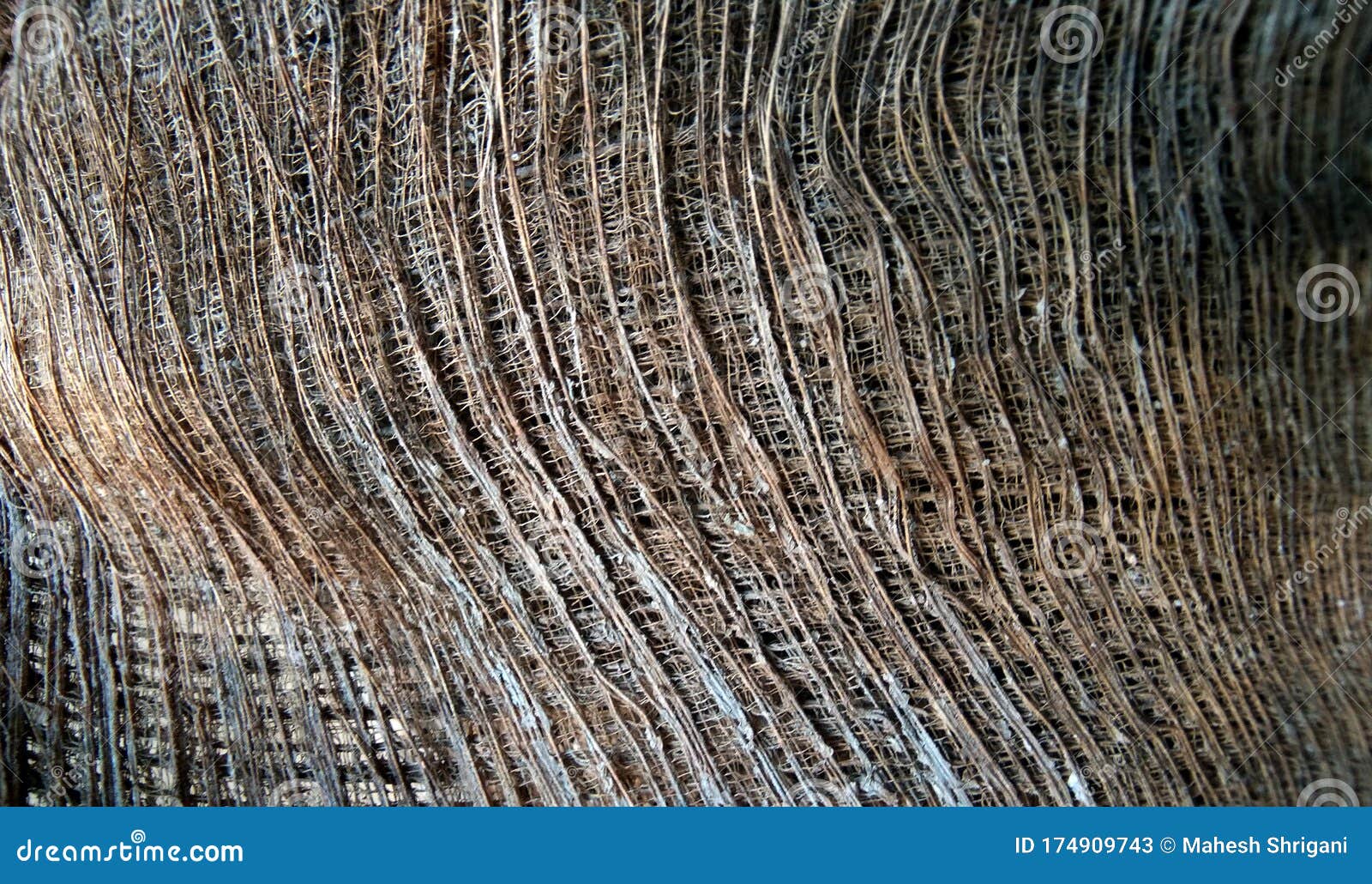 Surface Of Skin Wood Texture And Background Royalty-Free Stock Image ...