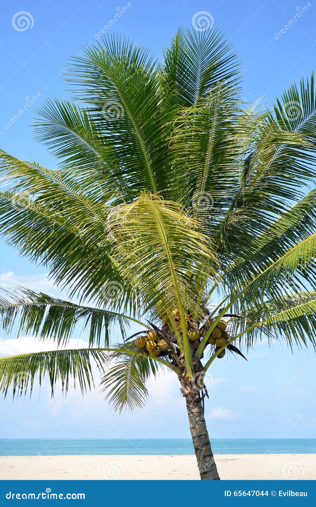 Coconut tree stock photo. Image of botany, fresh, natural - 65647044
