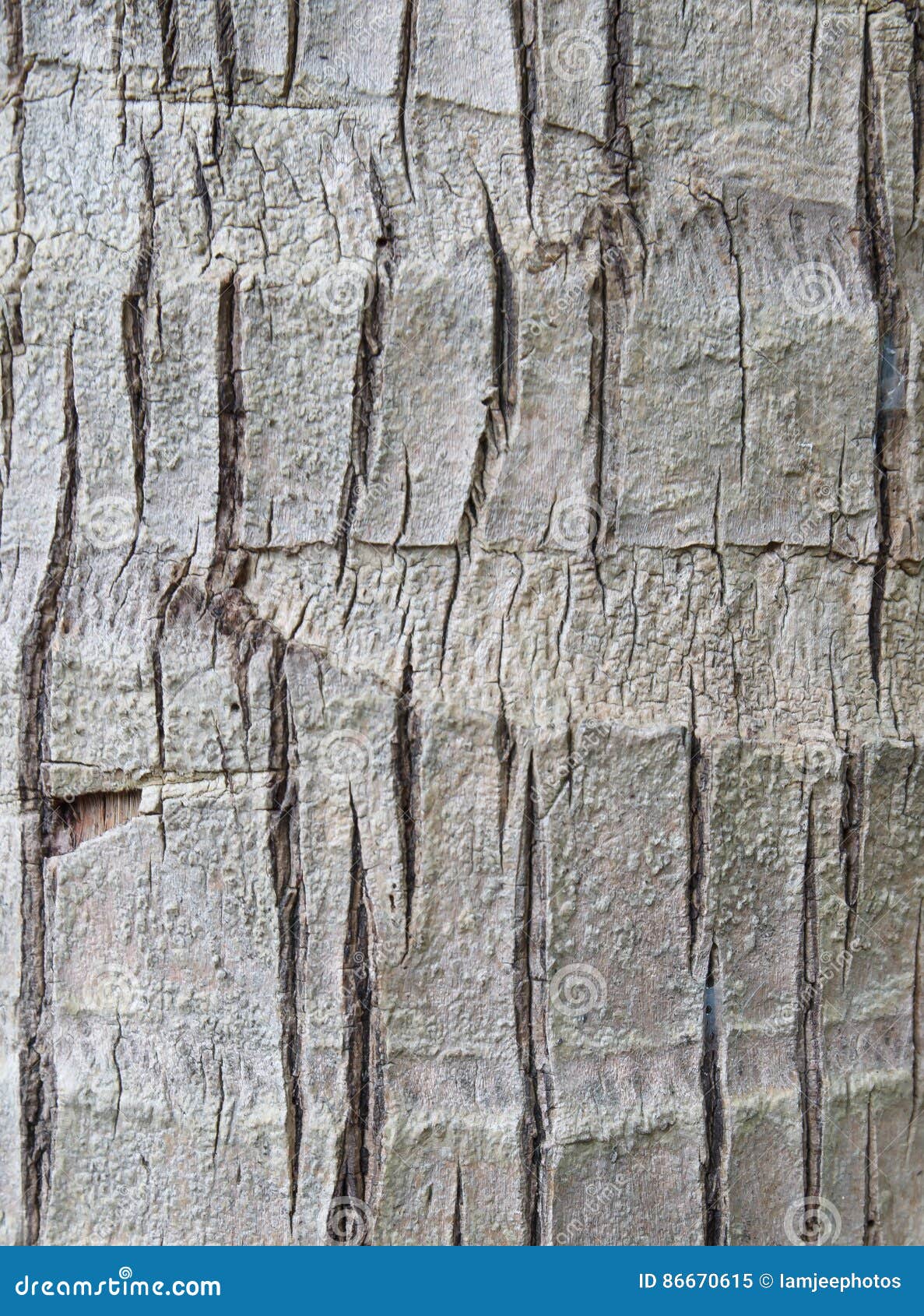 Coconut Tree Texture Background Stock Image - Image of coconut, detail ...