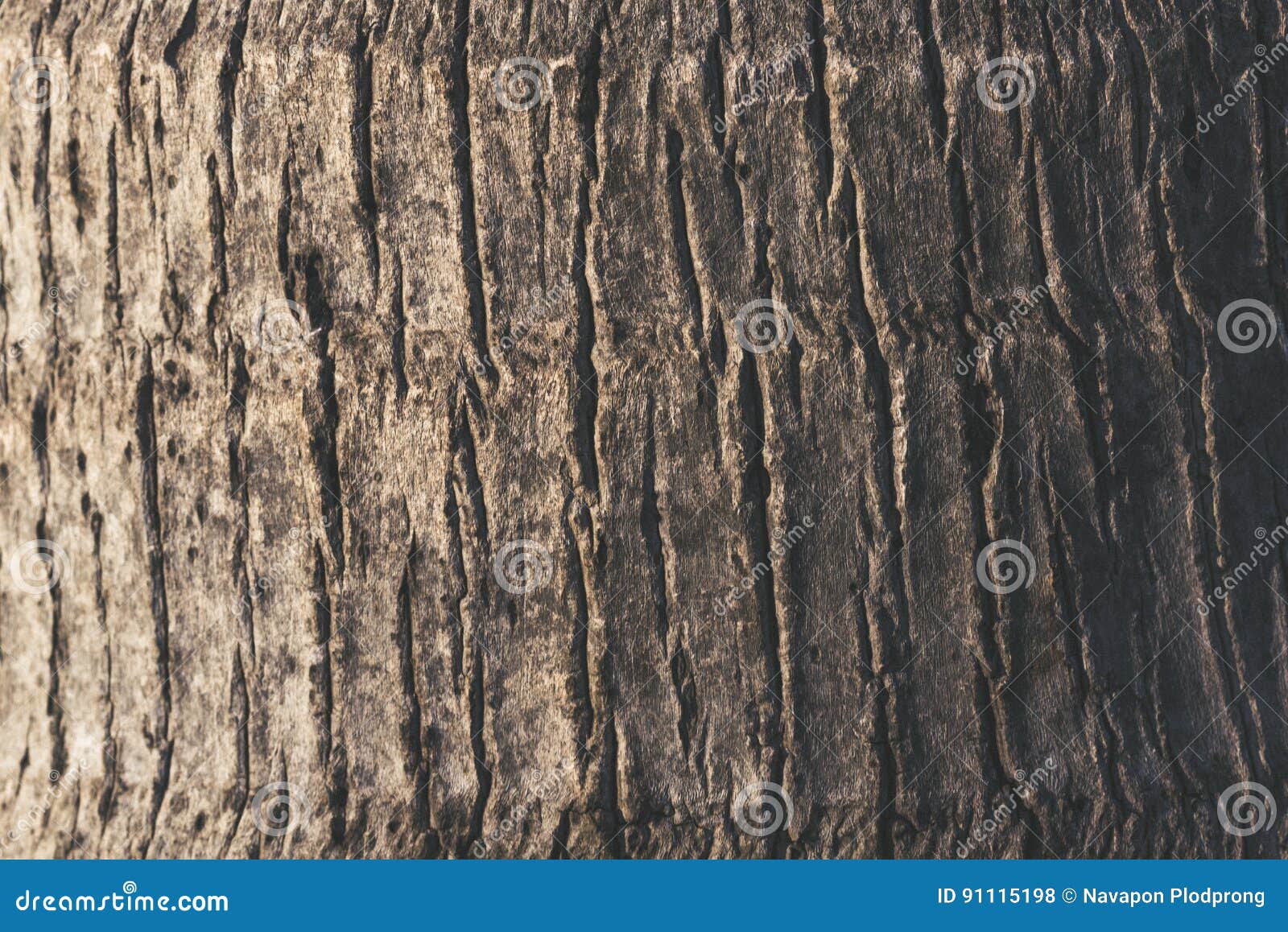 Coconut tree texture stock photo. Image of lumber, abstract - 91115198
