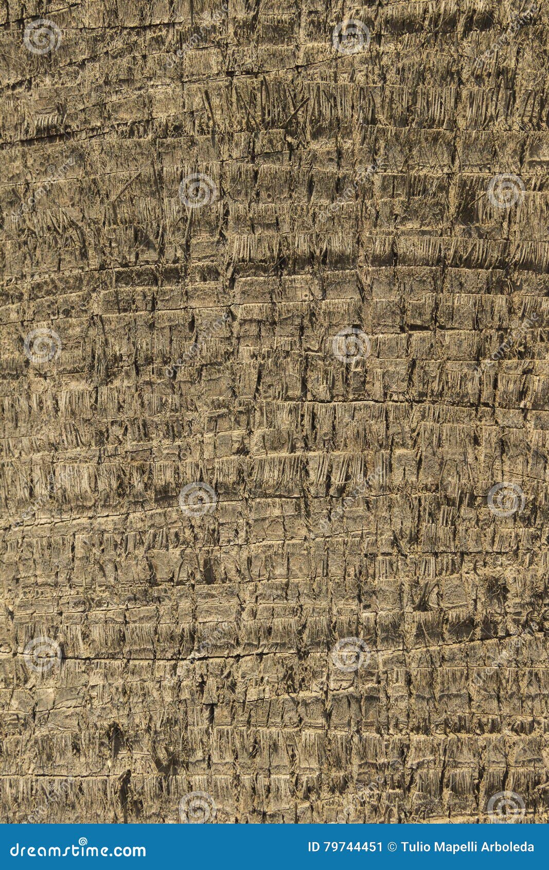 Coconut tree texture. stock image. Image of palm, texture - 79744451