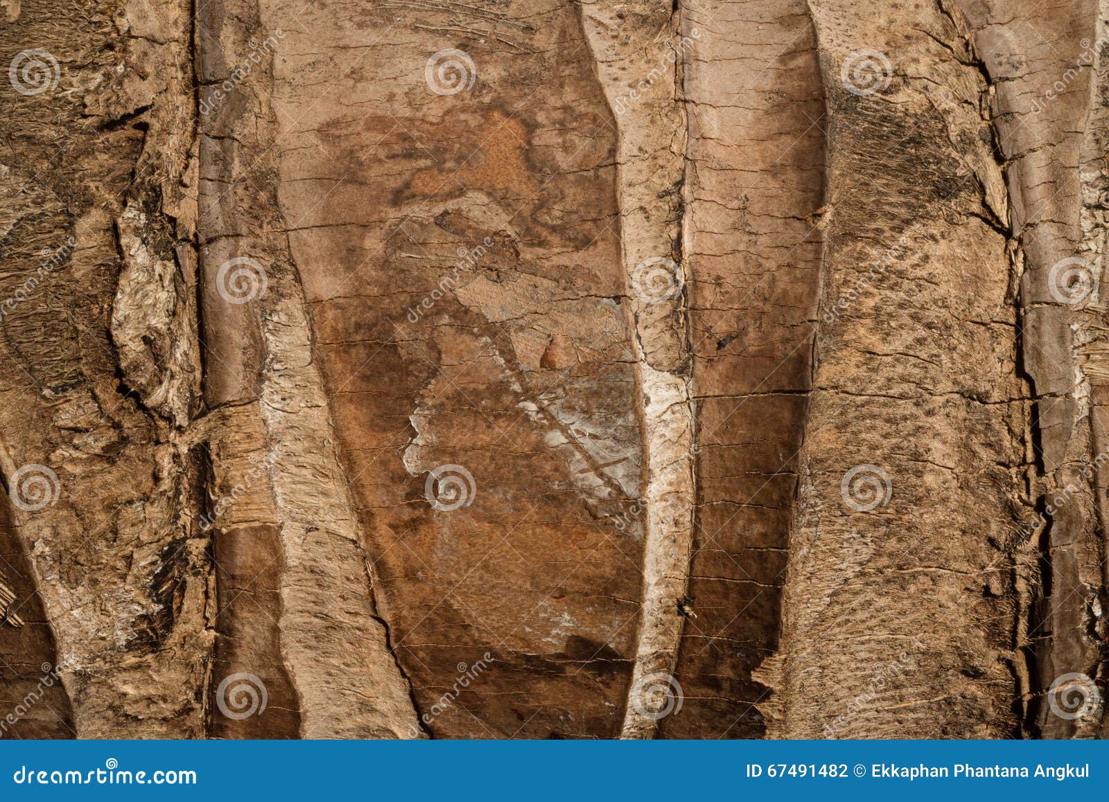 Coconut Tree stock photo. Image of natural, coconut, organic - 67491482
