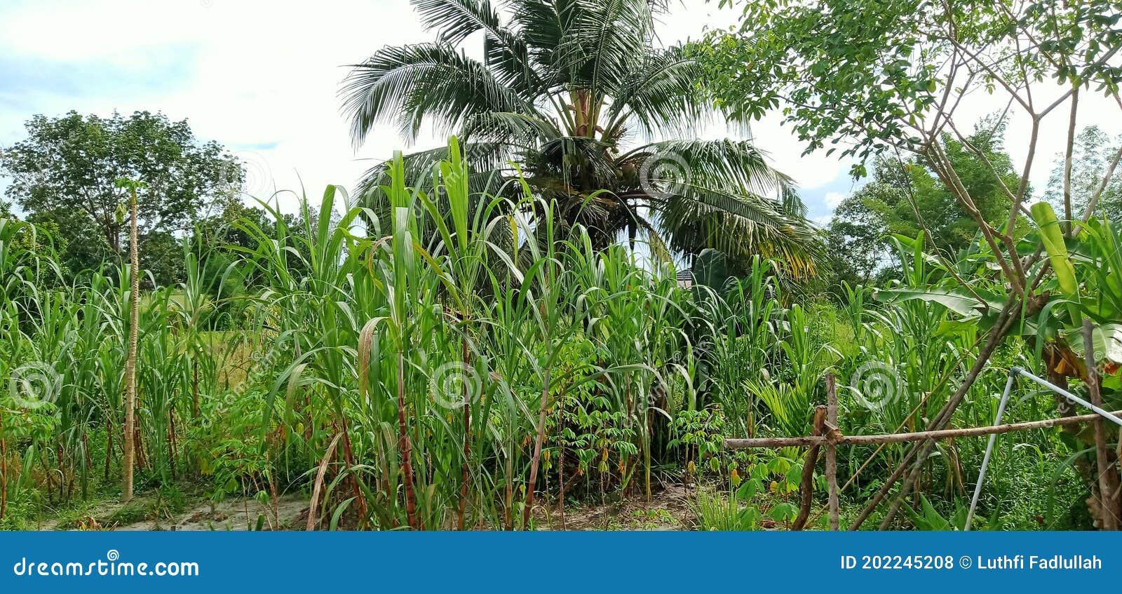 Beautiful Forest with Coconut Tree and Sugar Cane Stock Photo - Image ...