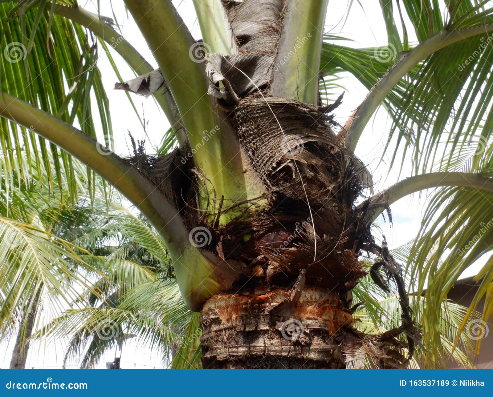 Coconut tree top stock image. Image of outdoor, flora - 163537189
