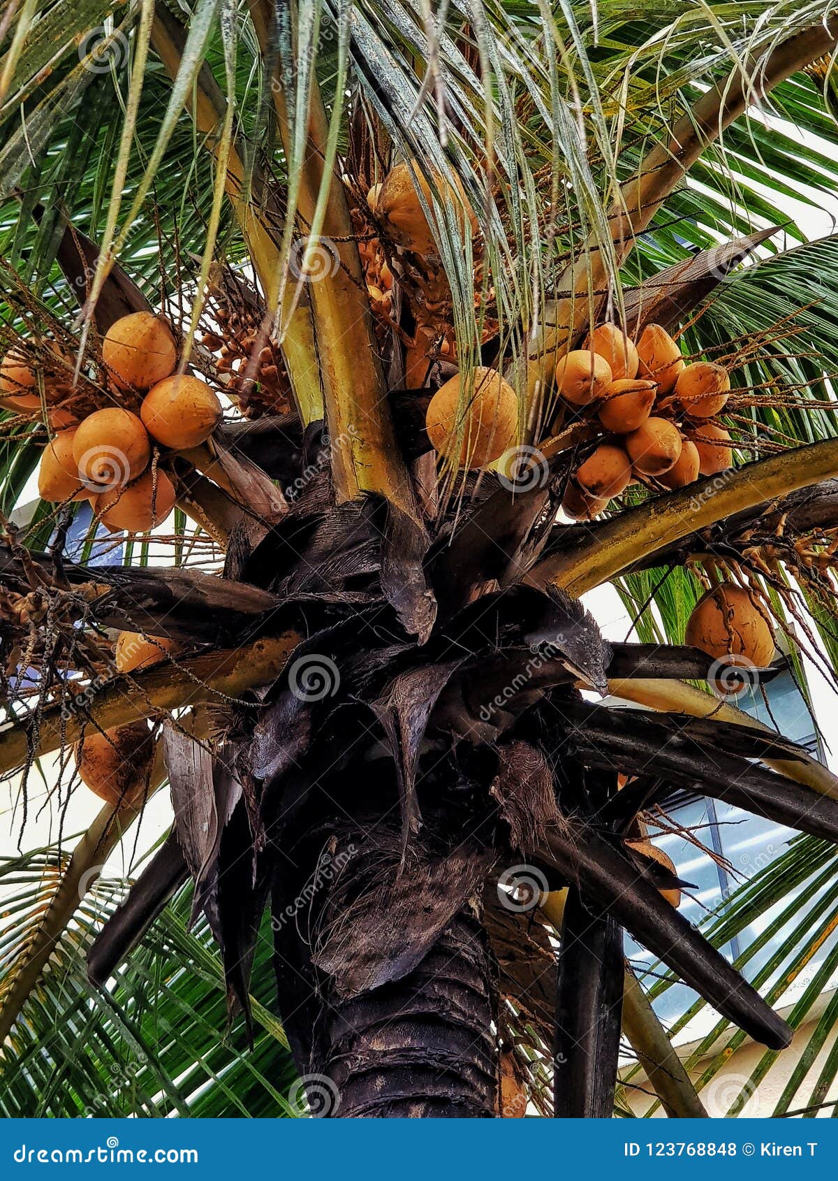 Coconut tree top stock photo. Image of tree, coconut - 123768848