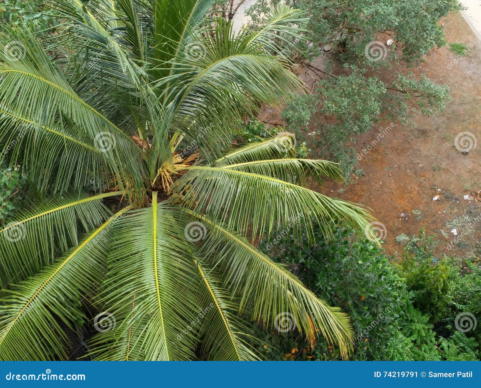 Coconut Tree stock image. Image of asia, tropical, earth - 74219791