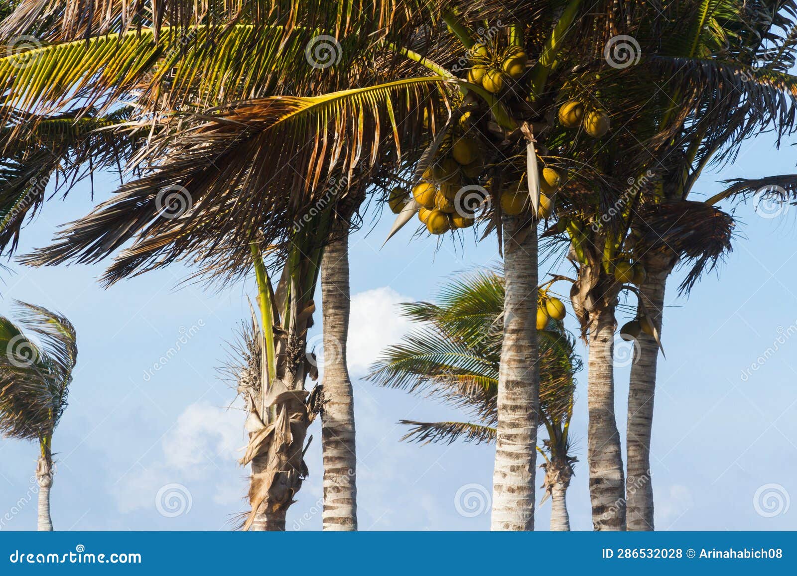 Coconut tree stock photo. Image of arecaceae, leisure - 286532028