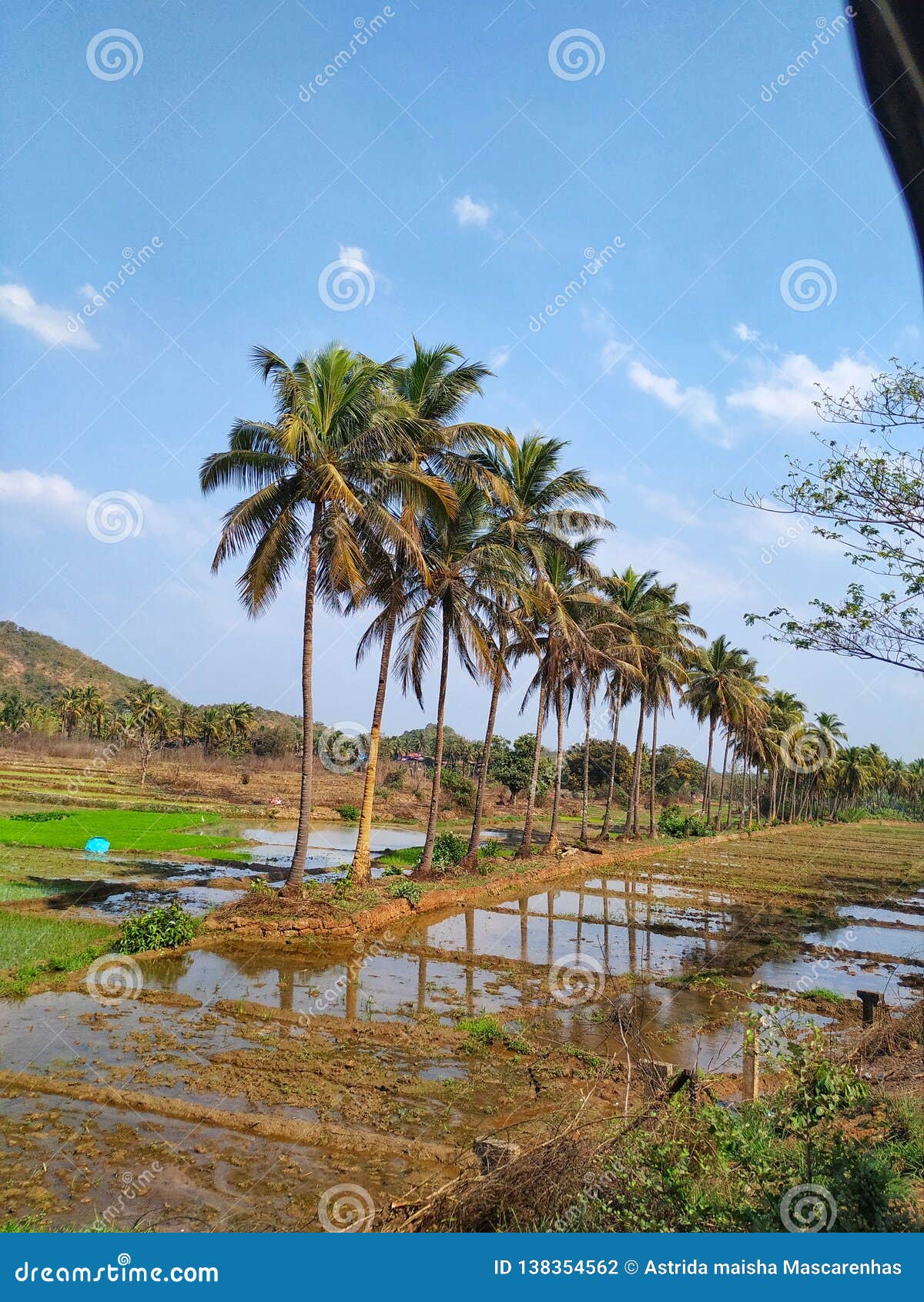 Coconut tree stock photo. Image of line, trees, tress - 138354562