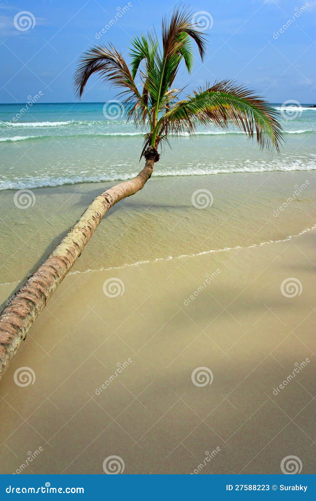 Coconut Tree on Tropical Beach Stock Image - Image of calm, island ...
