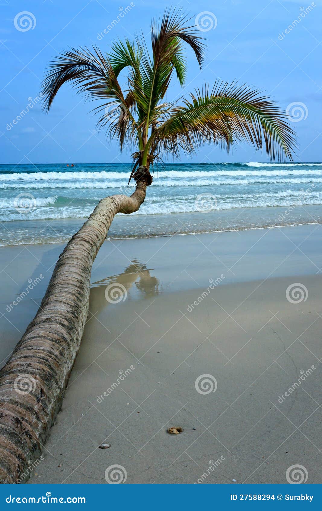 Coconut Tree on Tropical Beach Stock Photo - Image of outdoor, tropic ...