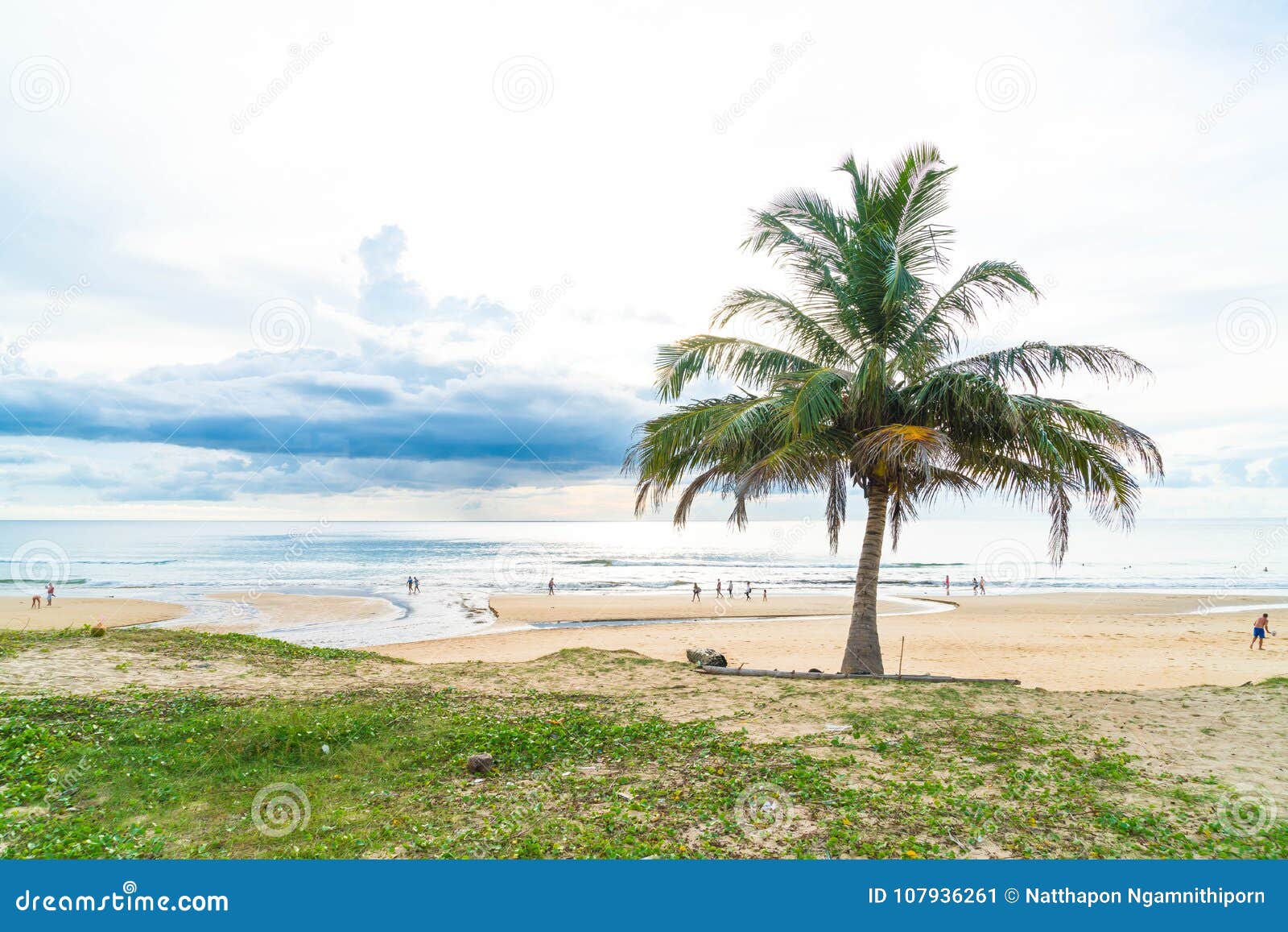 Coconut Tree with Tropical Beach Stock Image - Image of nature ...