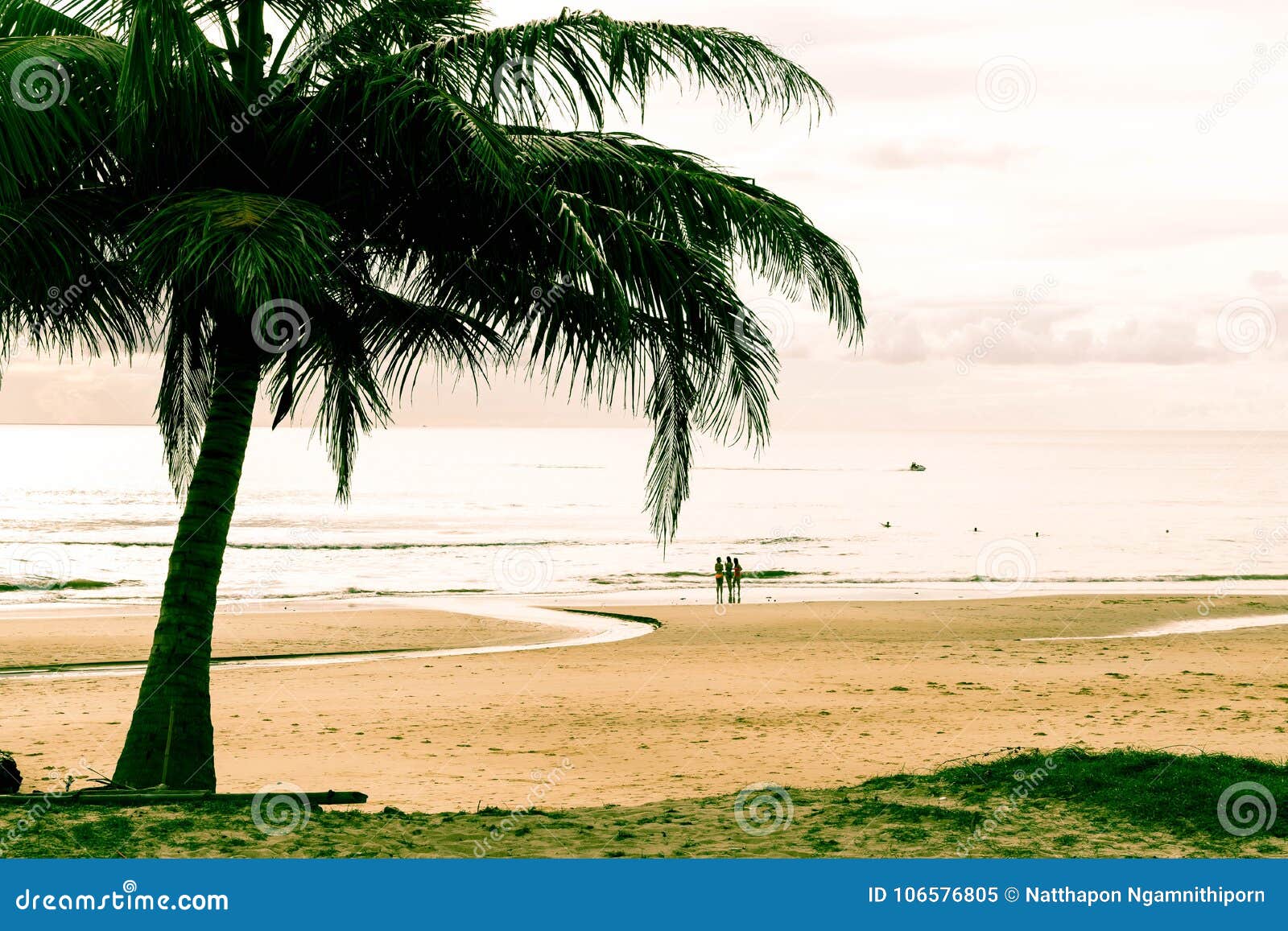 Coconut Tree with Tropical Beach Stock Image - Image of island, trees ...