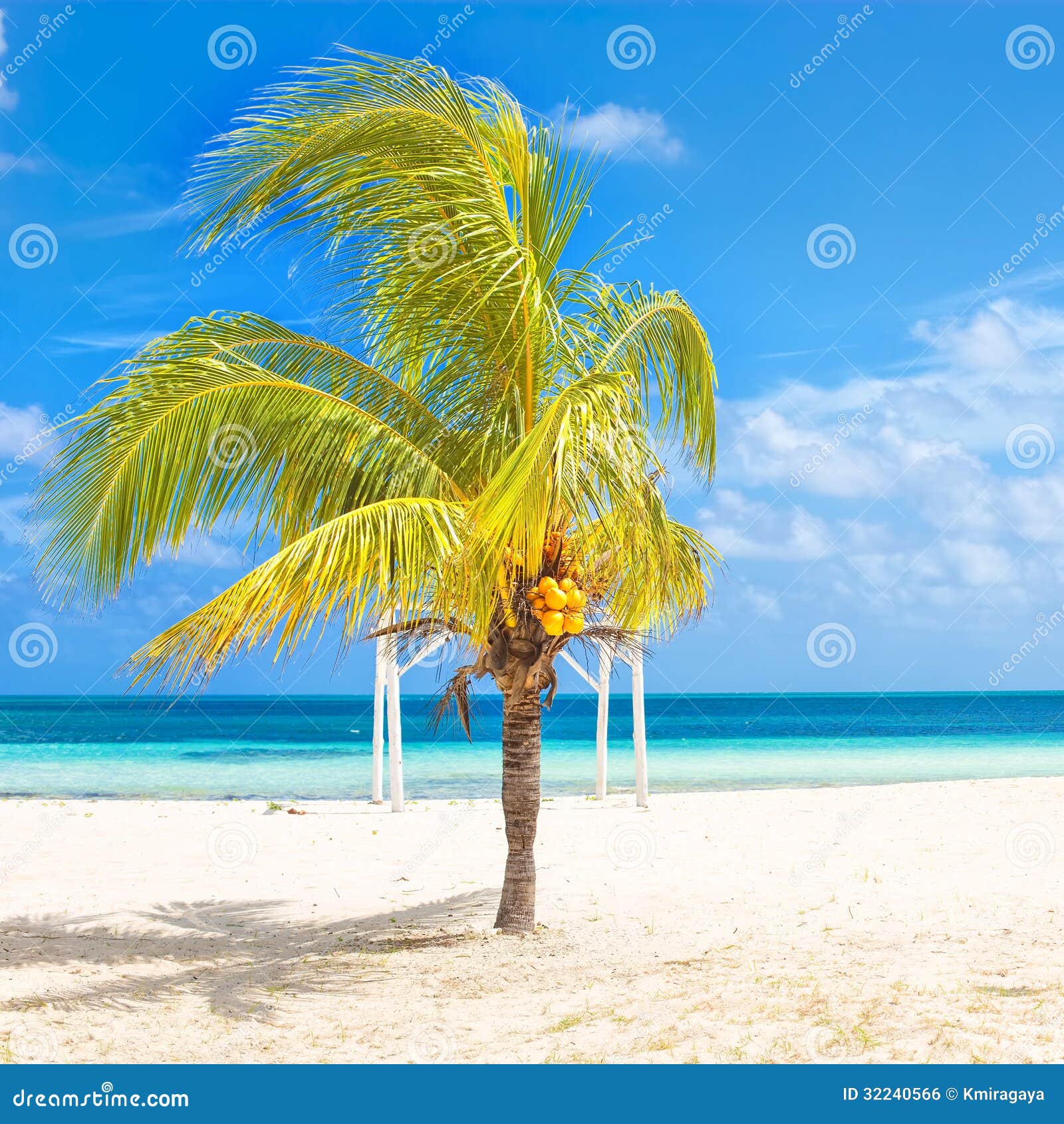 Coconut Tree at a Tropical Beach in Cuba Stock Photo - Image of coconut ...