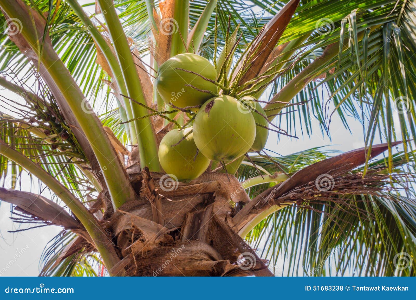 Coconut on a tree stock photo. Image of bunch, green - 51683238