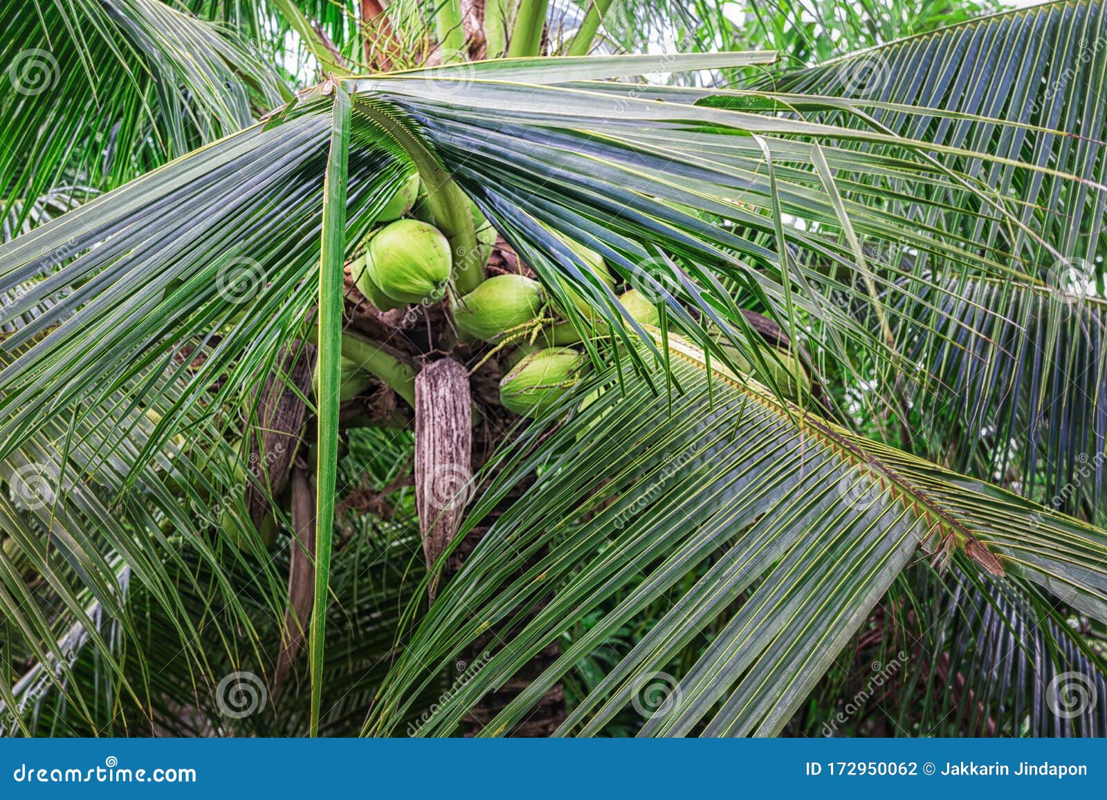 Coconut Tree Tropical Fruit on the Coconut Tree Stock Photo - Image of ...