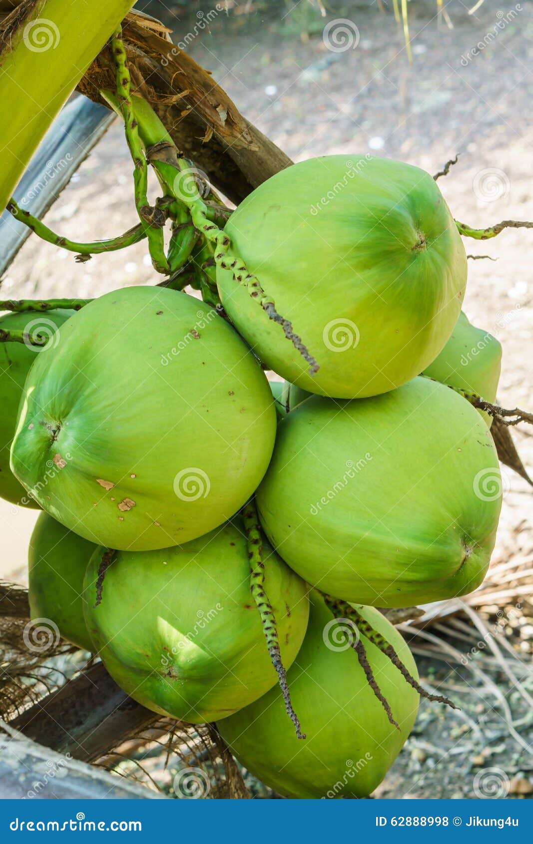 Coconut tree stock photo. Image of natural, agriculture - 62888998