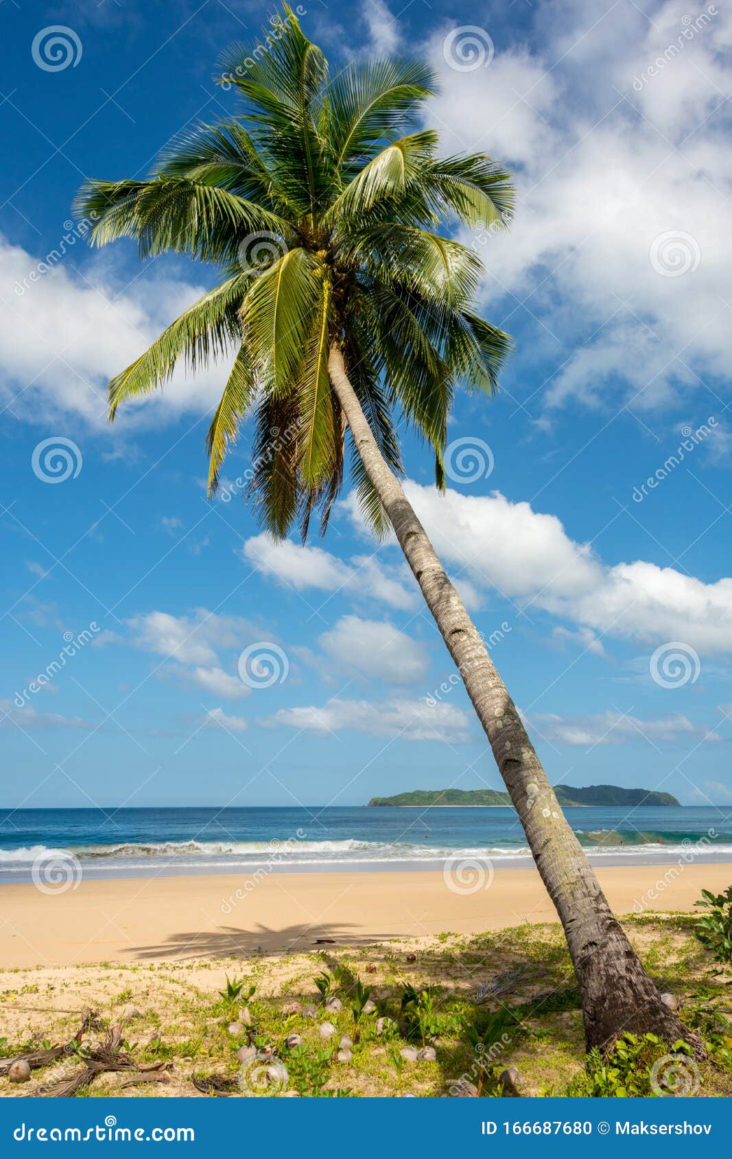 Coconut Tree on Tropical Sandy Beach of the Philippines Stock Photo ...