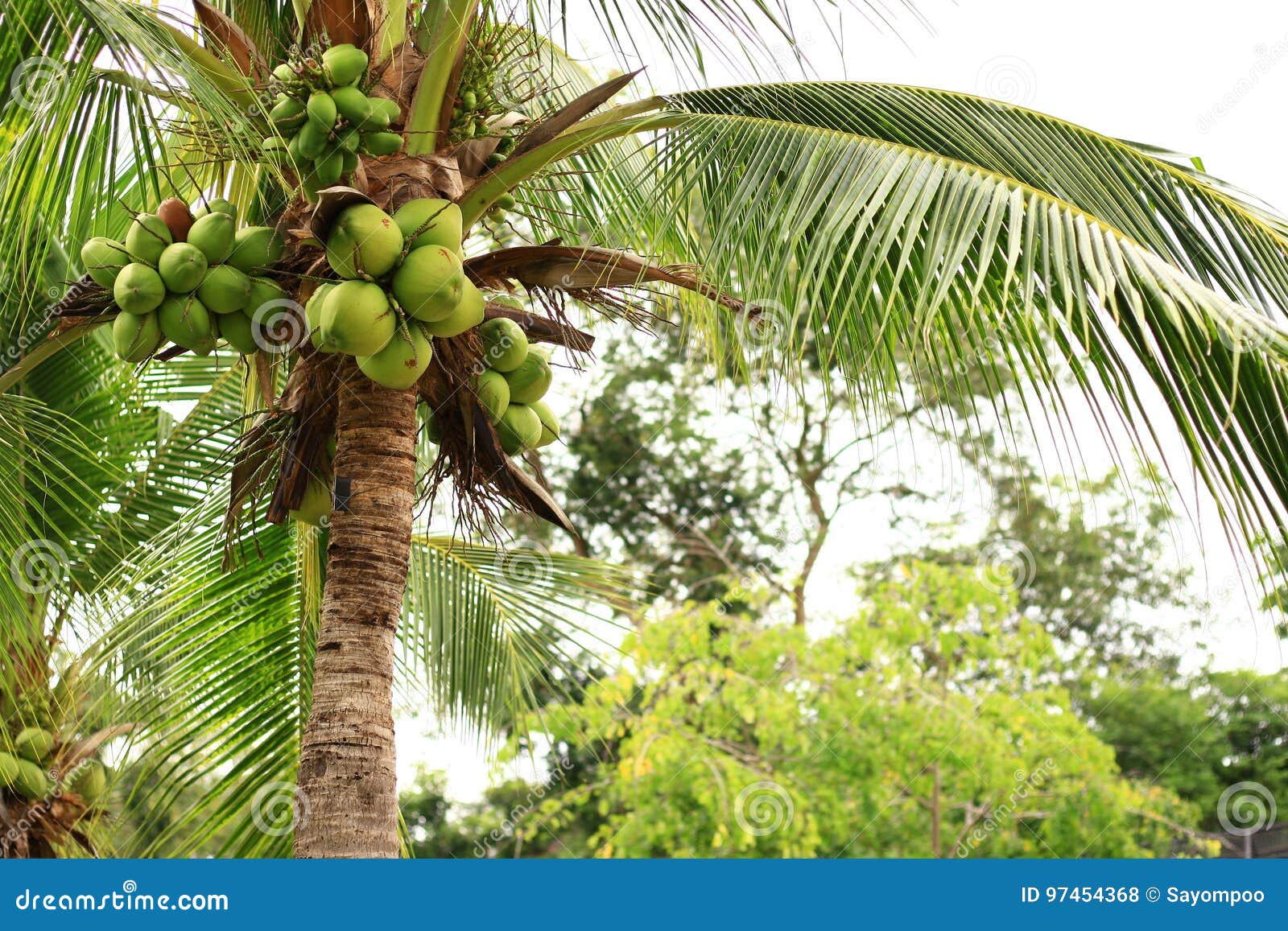 Coconut tree stock photo. Image of nature, tree, blue - 97454368